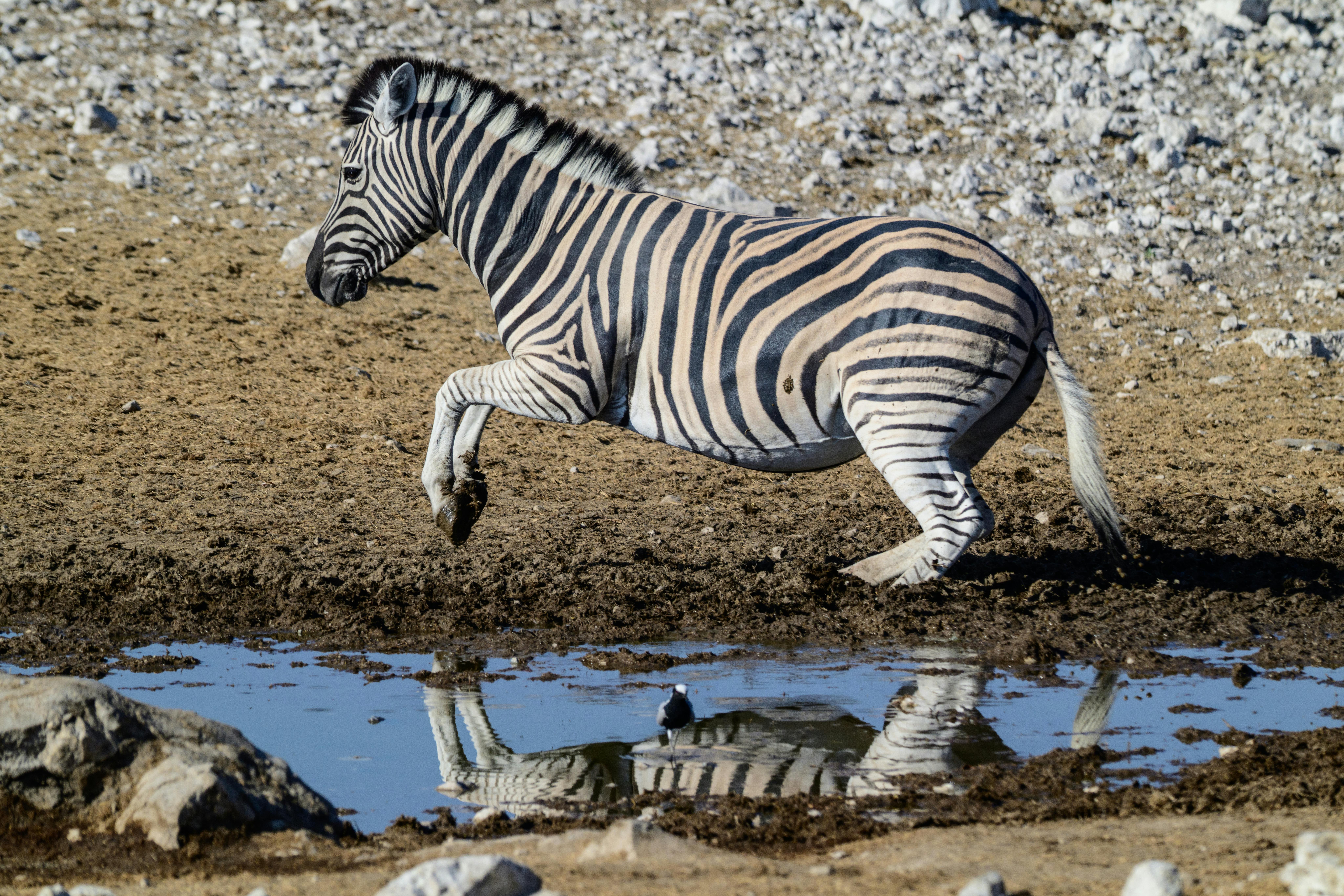 A zebra running across a rocky terrain near a body of water · Free ...