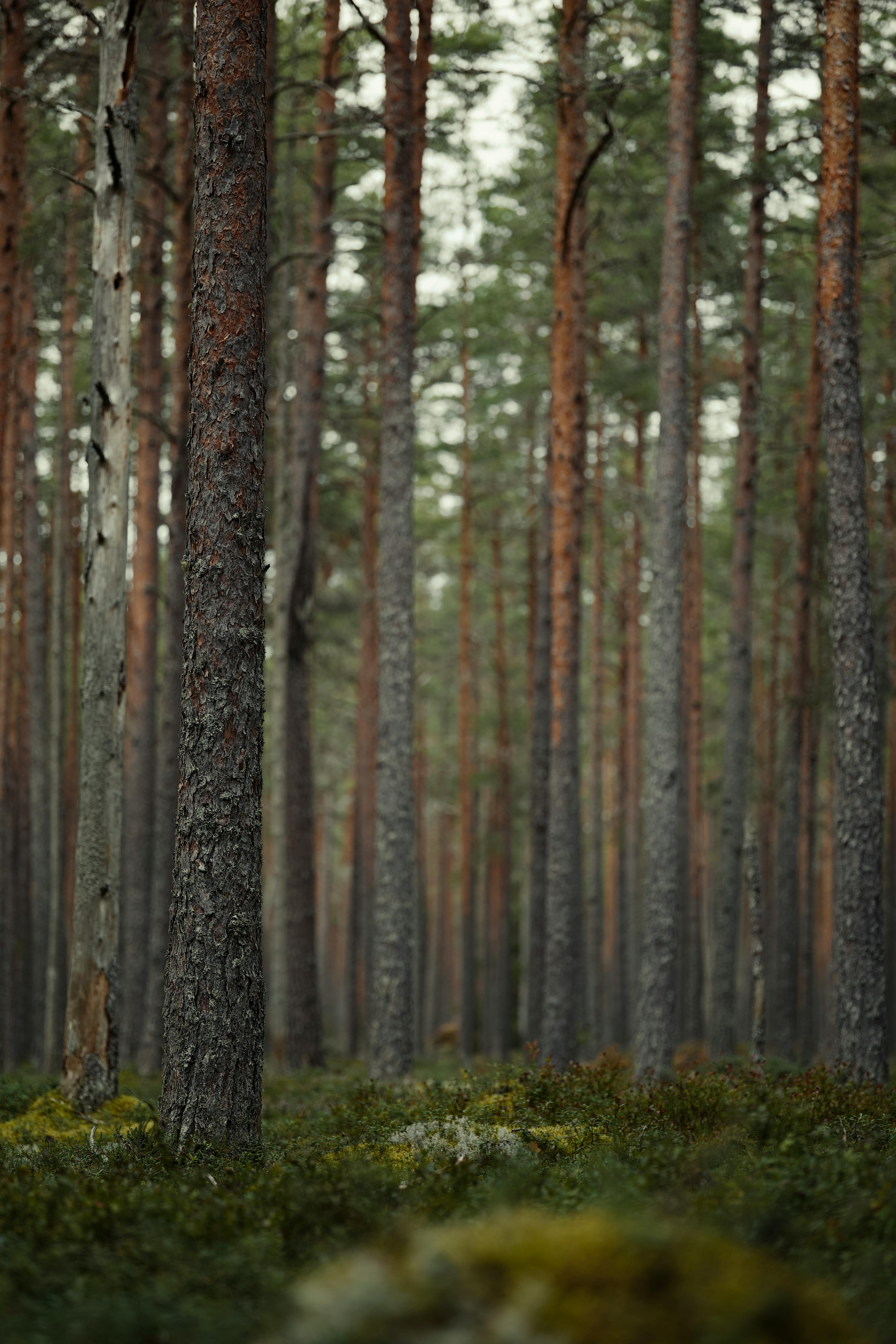 Tall Trees · Free Stock Photo