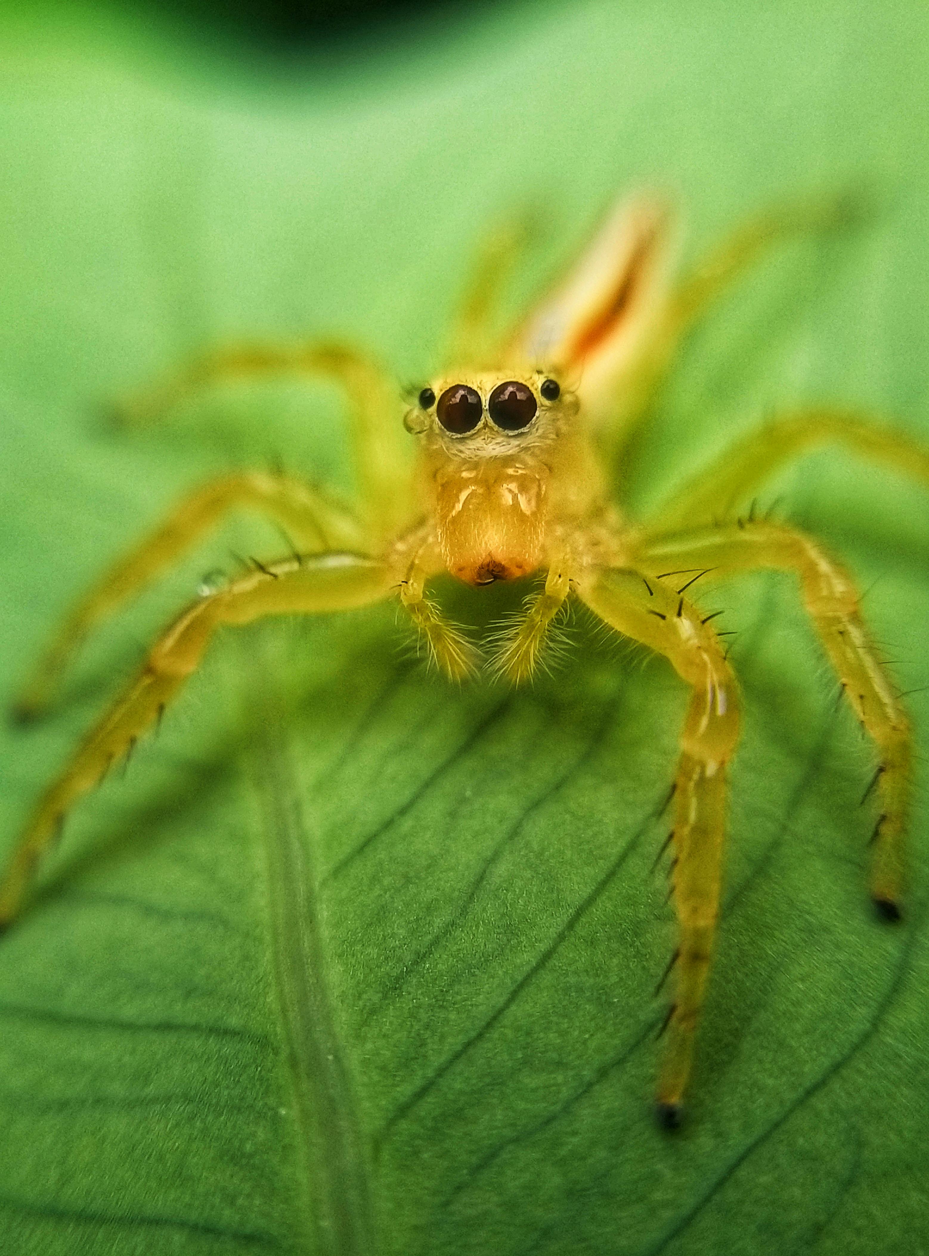 Spider Images Photos, Download The BEST Free Spider Images Stock Photos ...