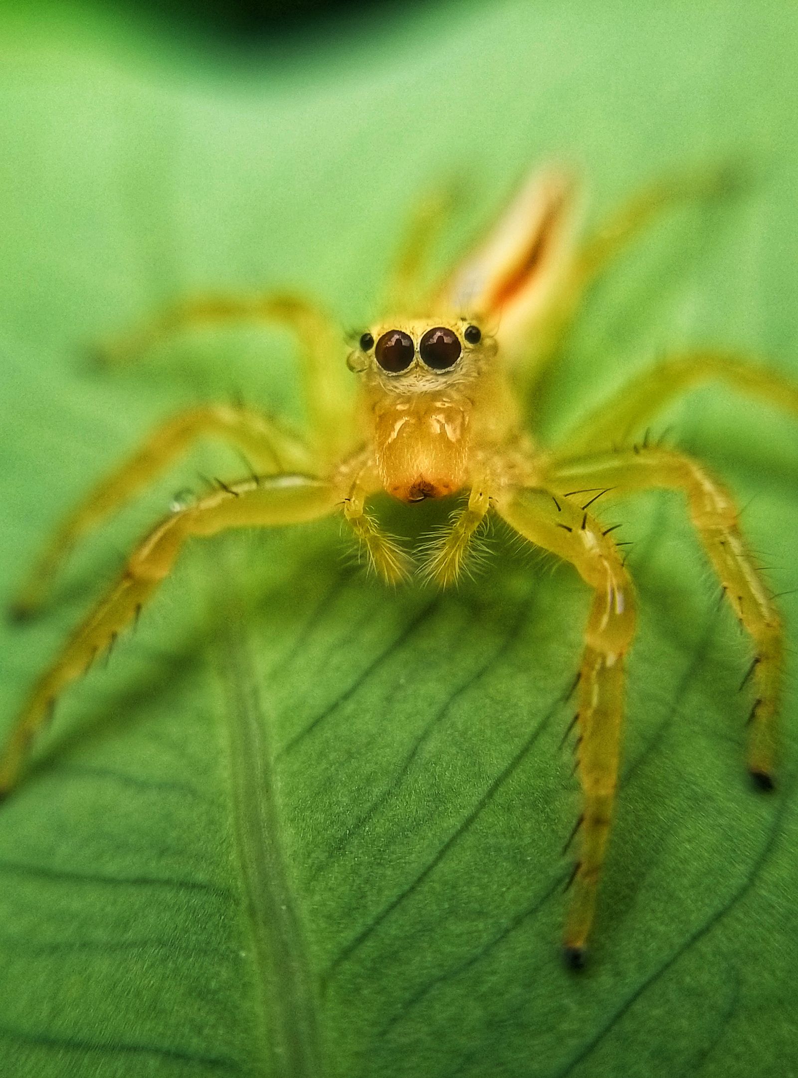 Spider Wallpaper Photos, Download The BEST Free Spider Wallpaper Stock ...
