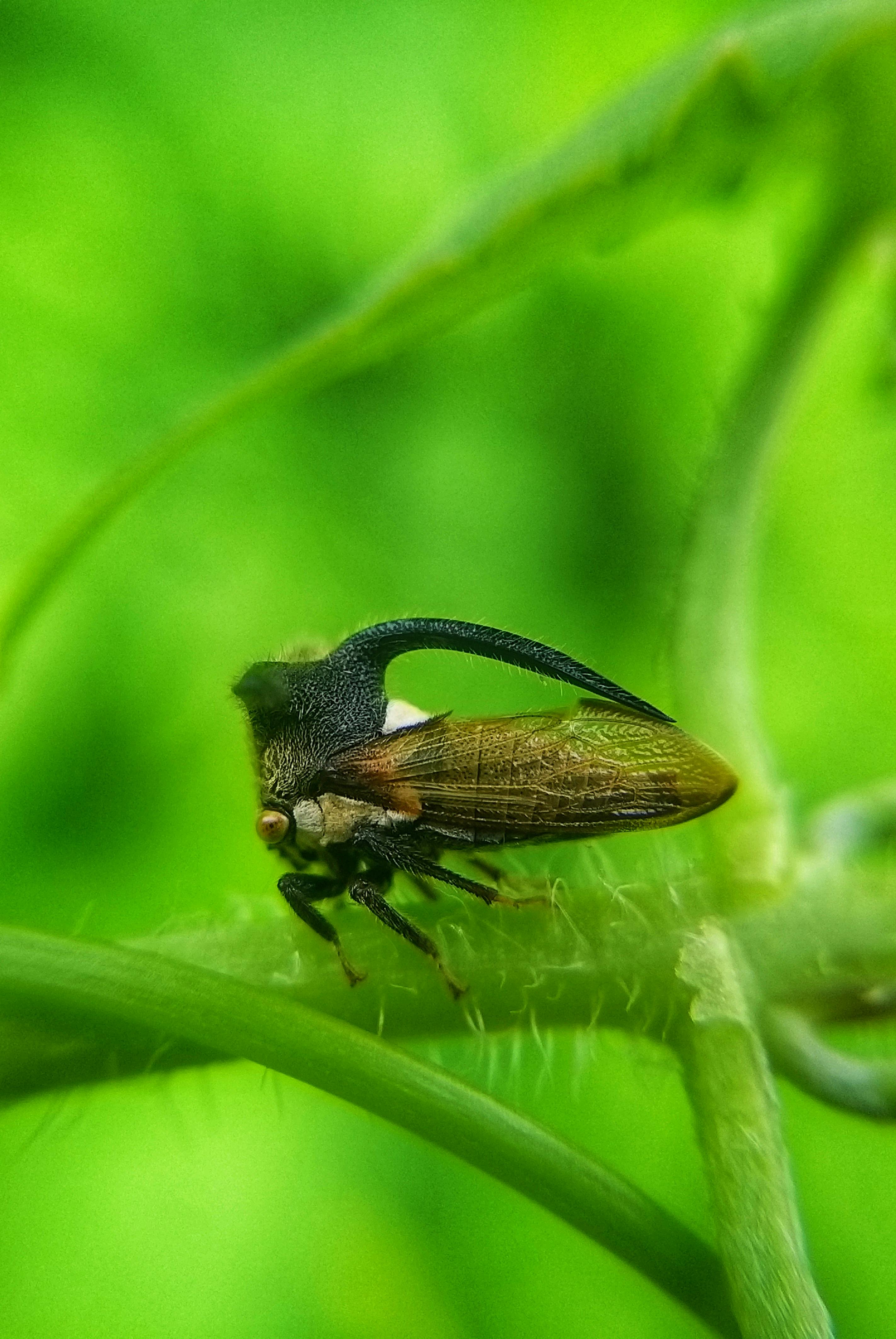 treehopper · Free Stock Photo