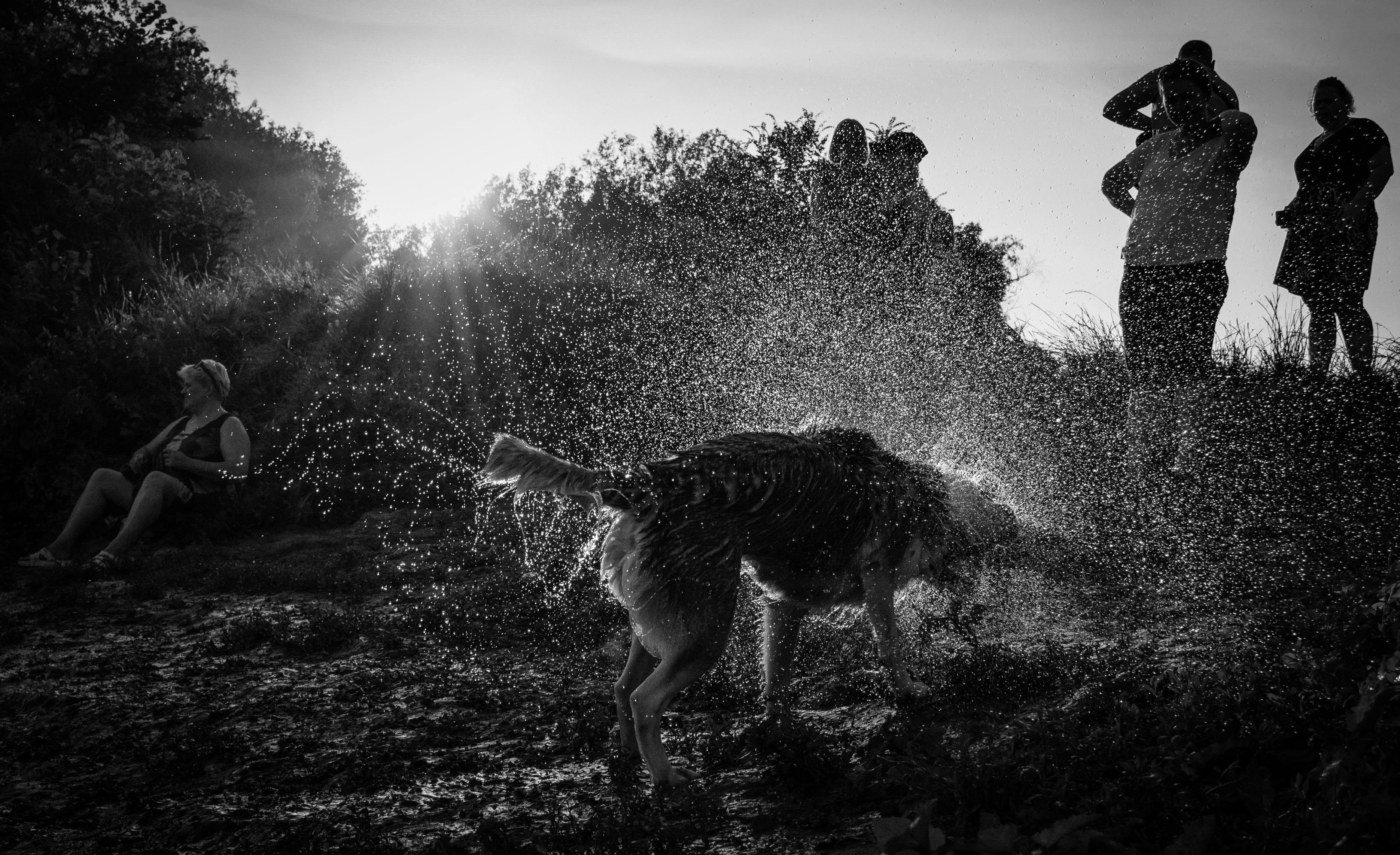 Shaking Trees Photos, Download The BEST Free Shaking Trees Stock Photos ...