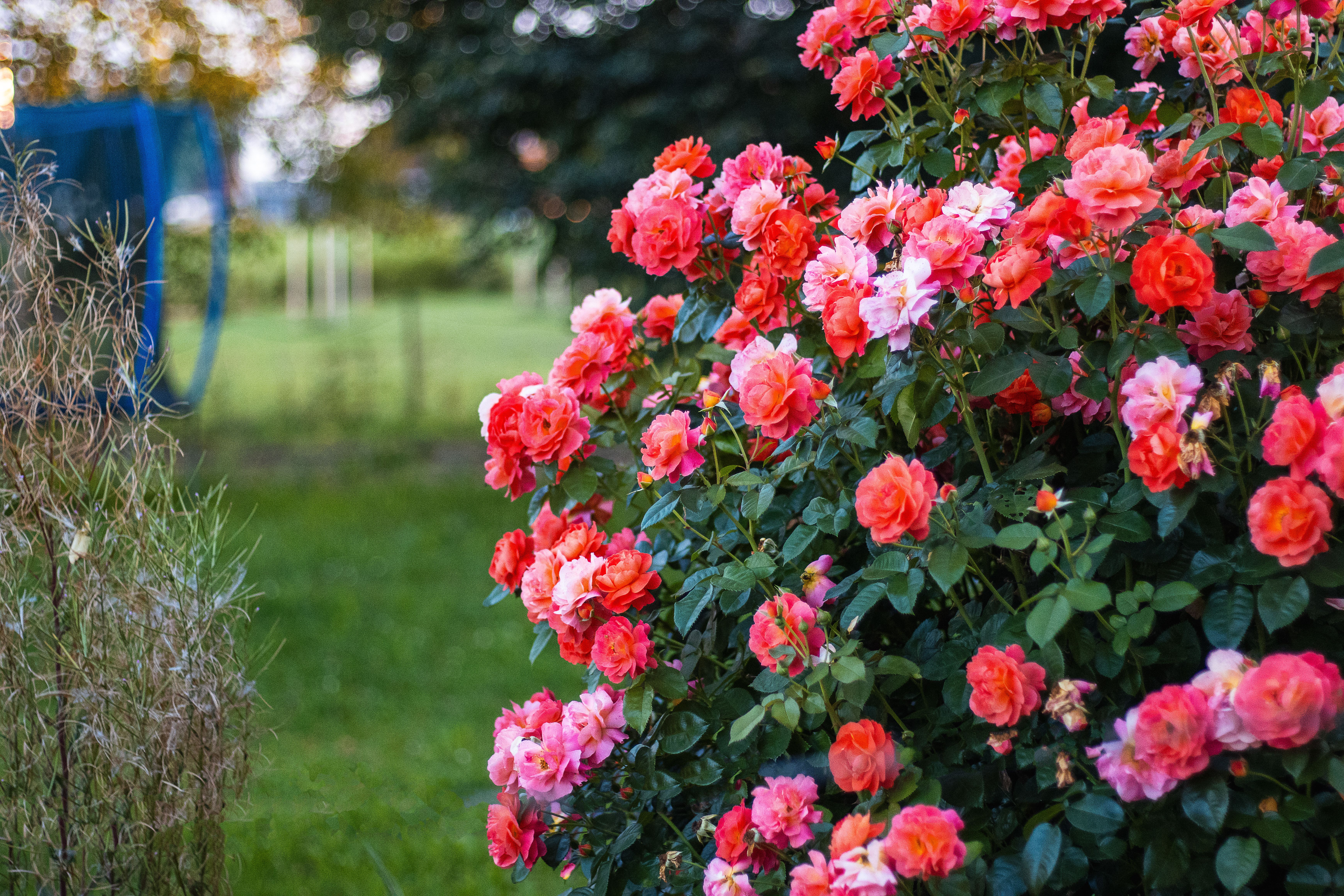 A bush of pink and red roses in a garden · Free Stock Photo