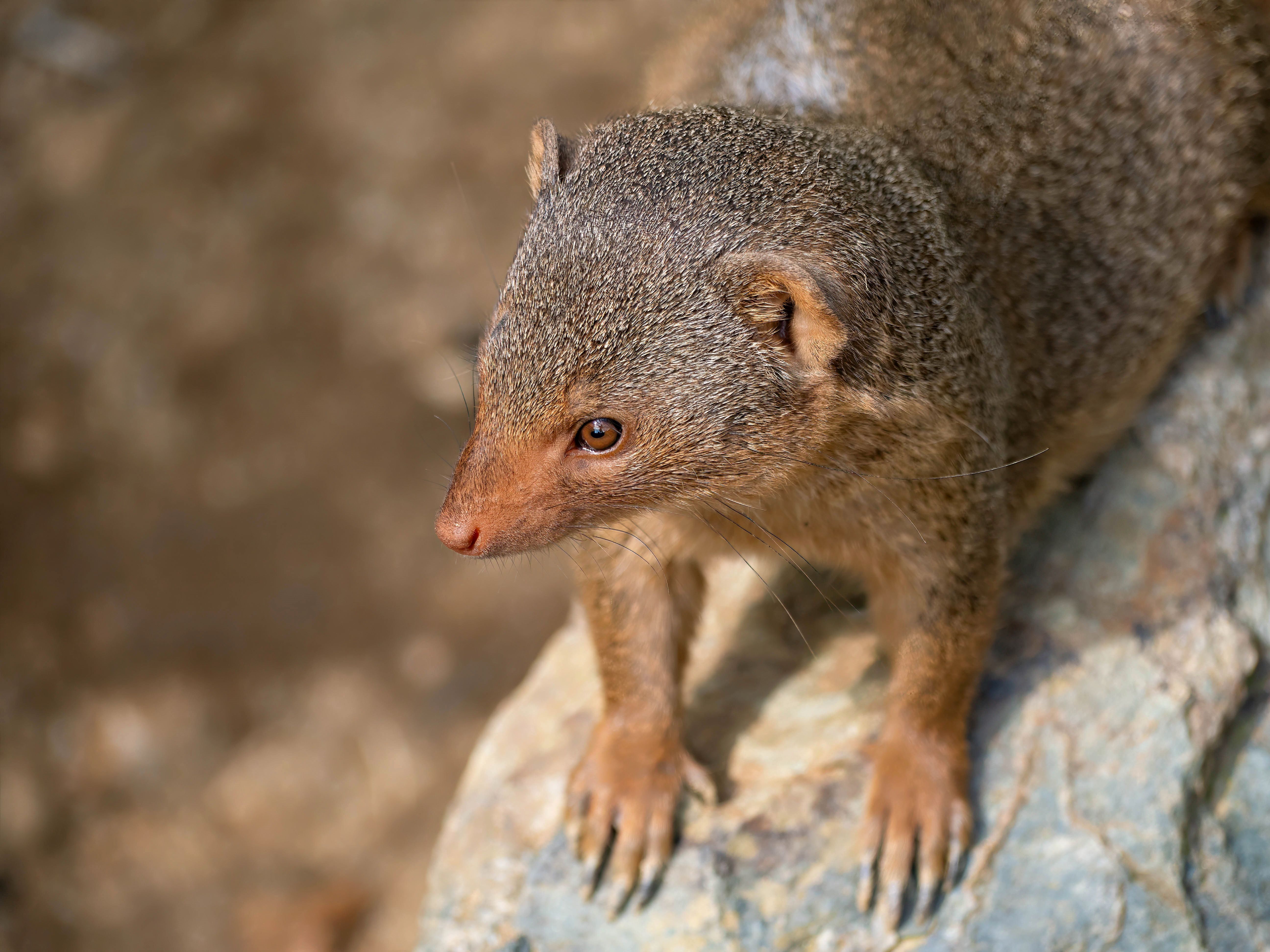 A small animal is standing on a rock · Free Stock Photo