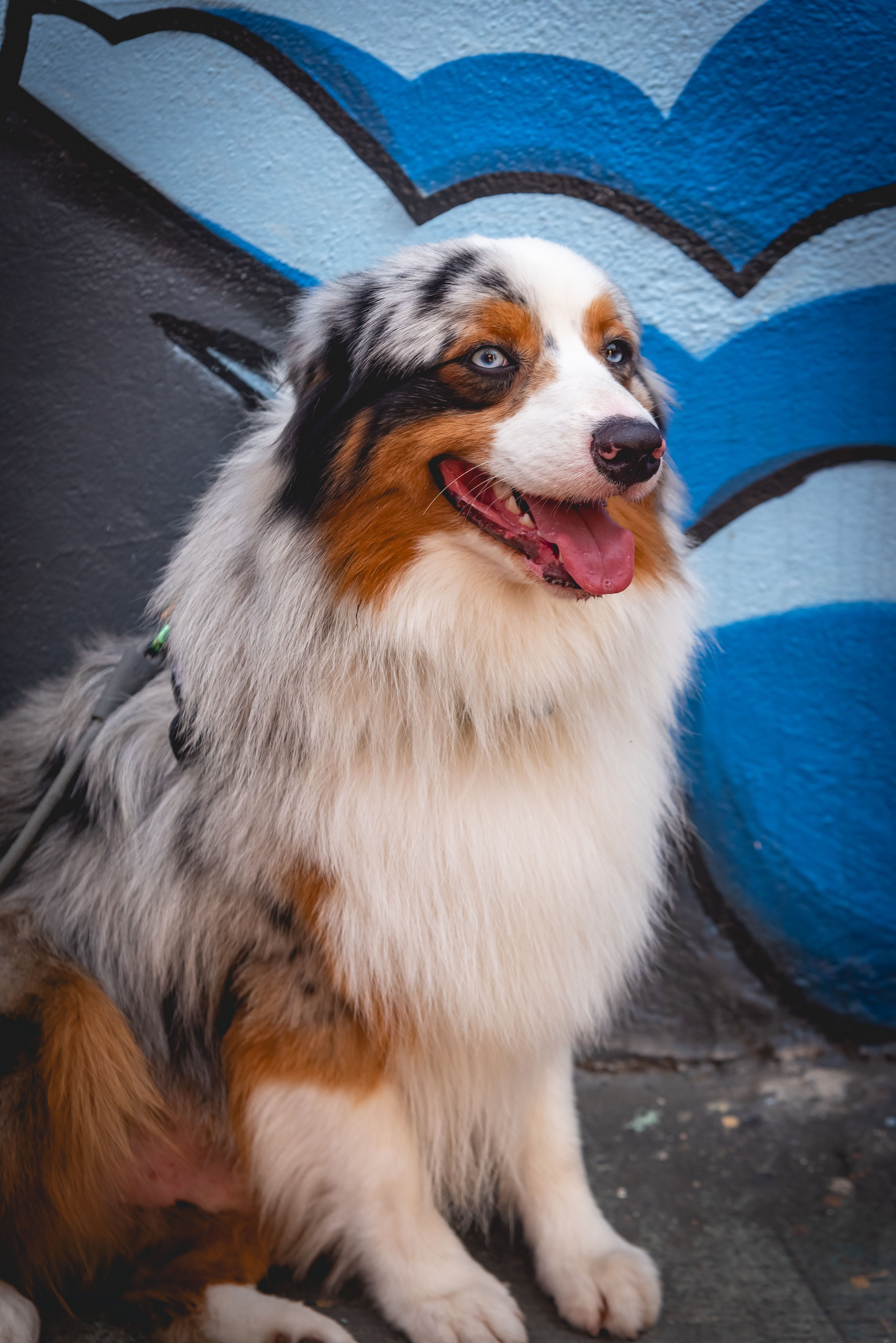 Photo of james, a australian shepherd, in san francisco, ca · Free ...