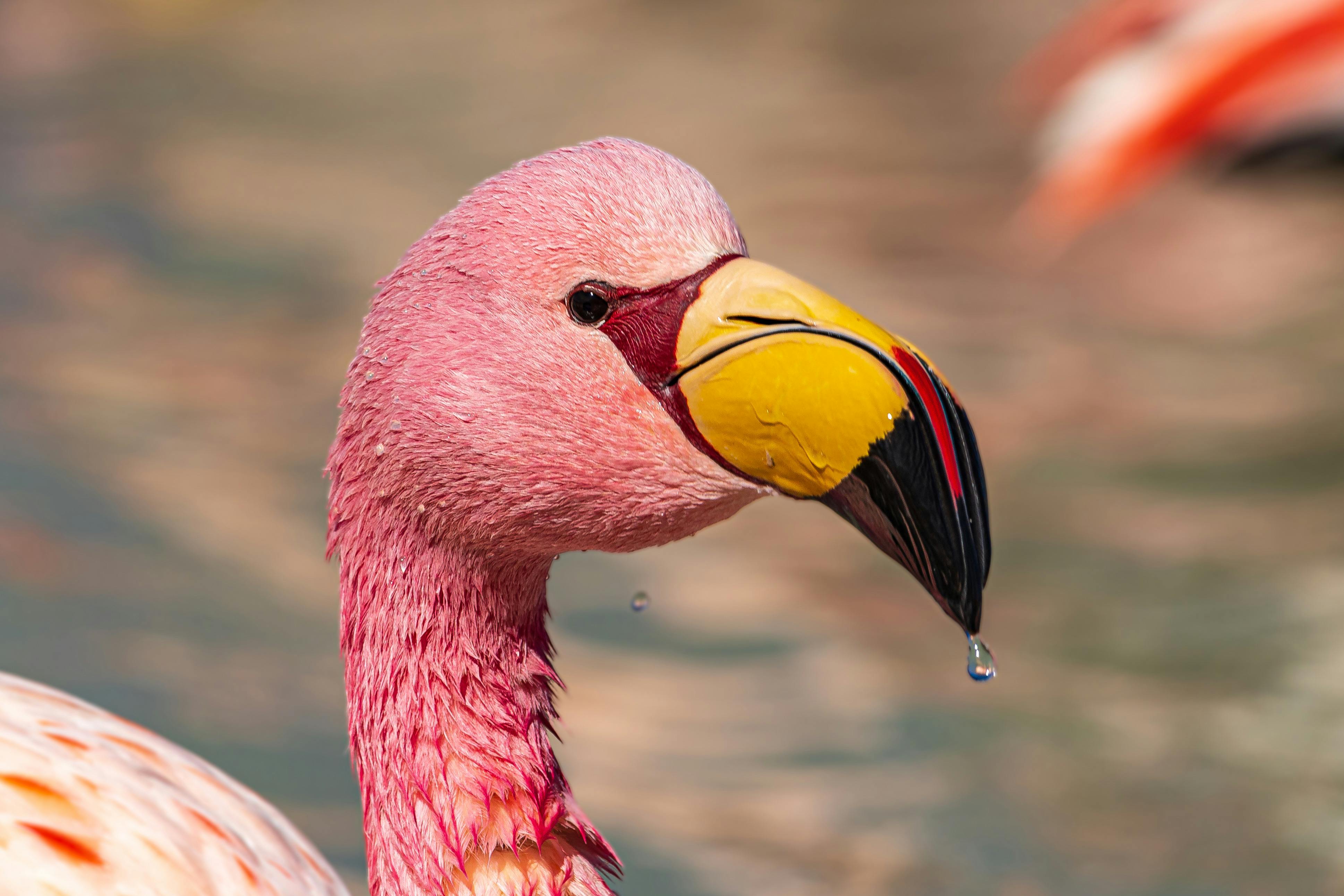 Selective Focus Photography of Pink Flamingo · Free Stock Photo