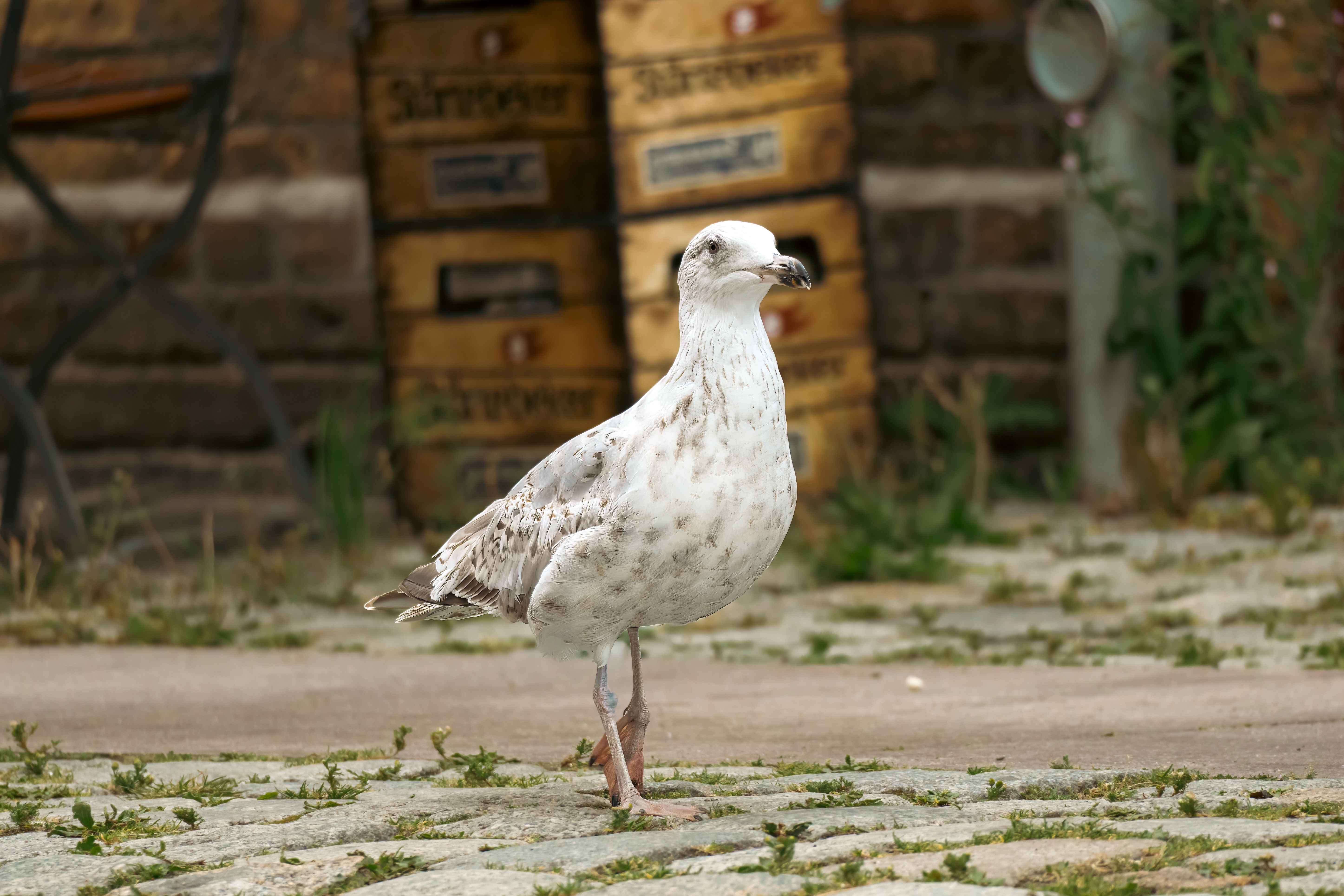 Gull Pan Photos, Download The BEST Free Gull Pan Stock Photos & HD Images