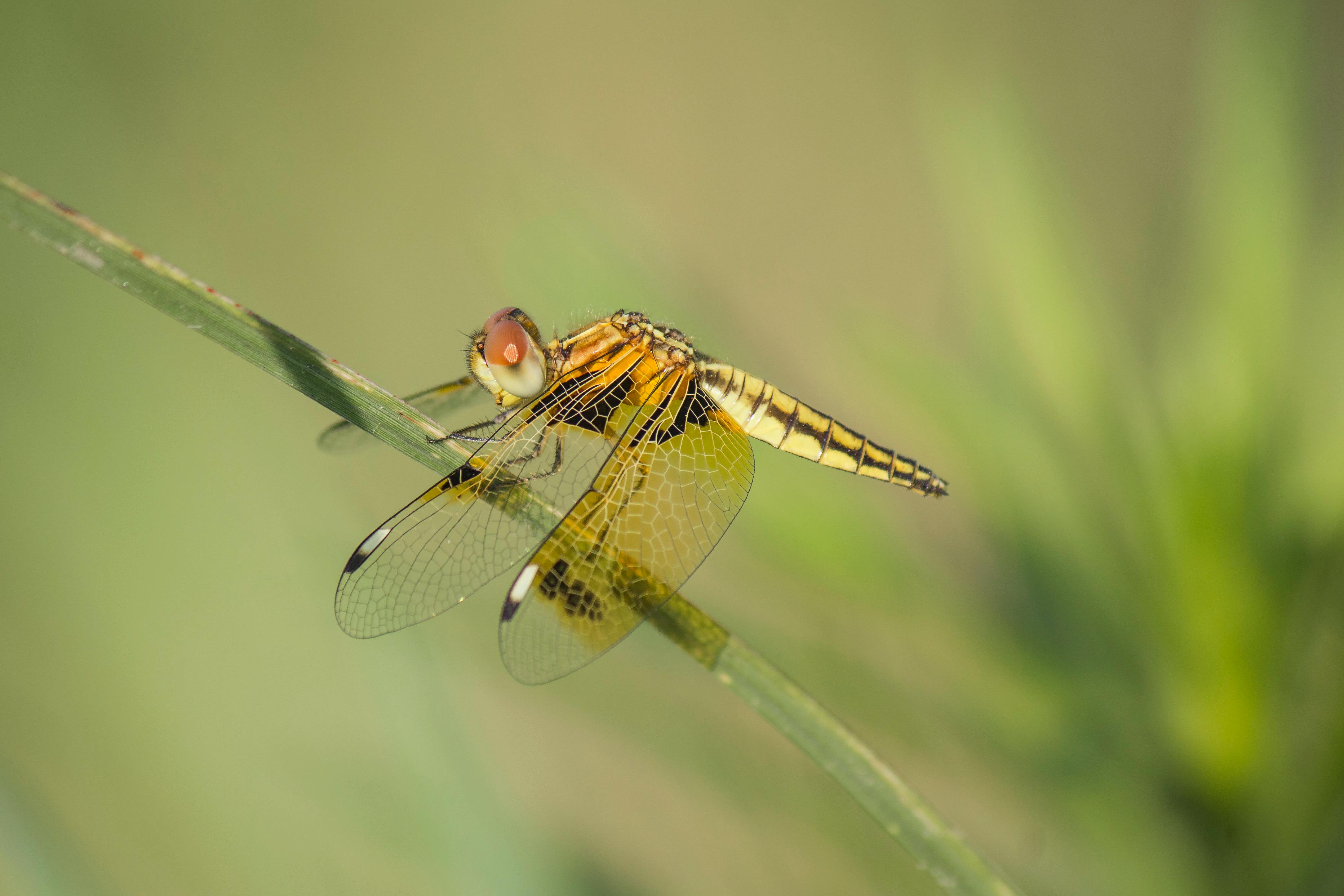 Damsel fly from the forest · Free Stock Photo