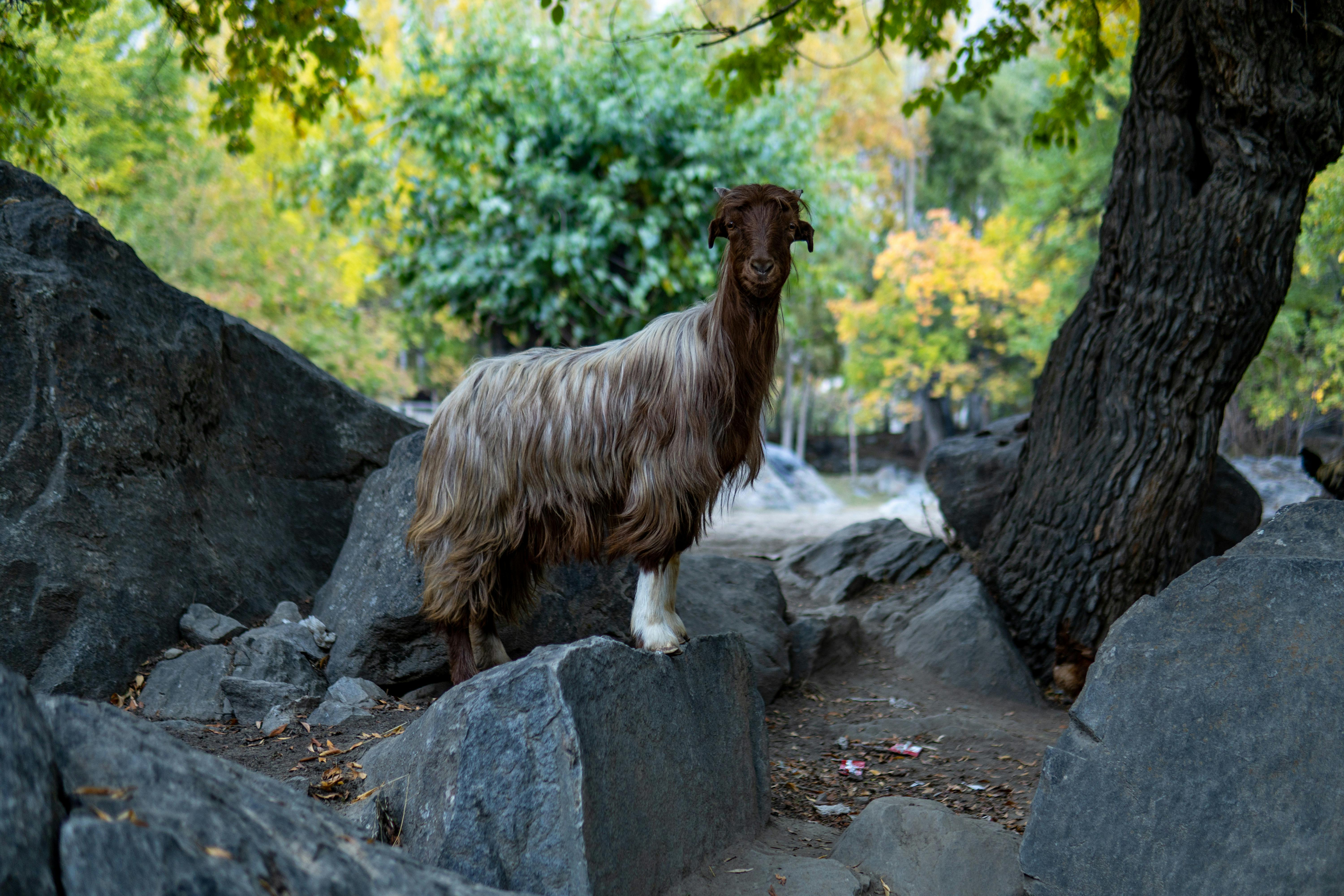 The goat from the mountains of Hunza valley · Free Stock Photo