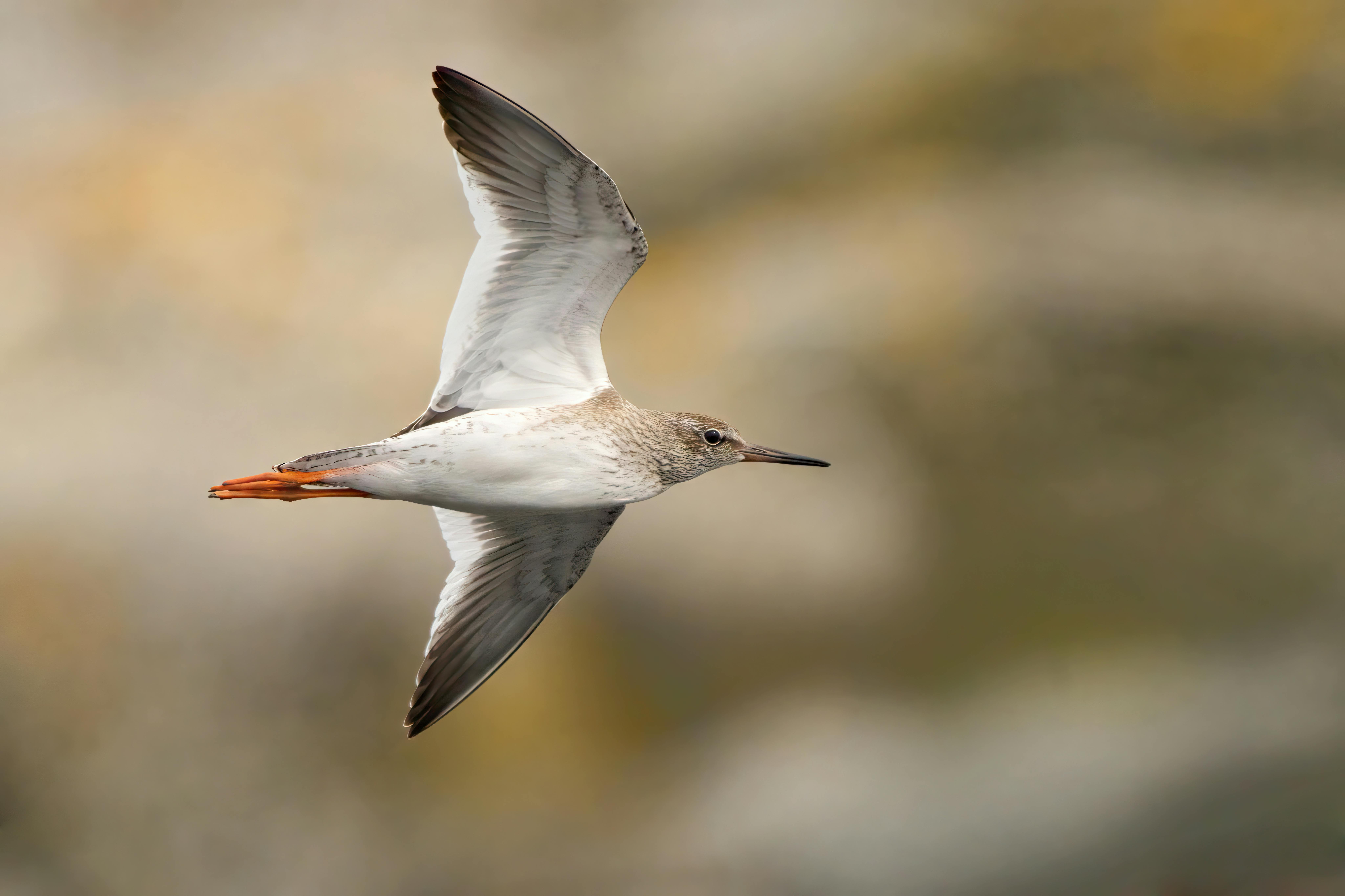 Dunlin in flight · Free Stock Photo