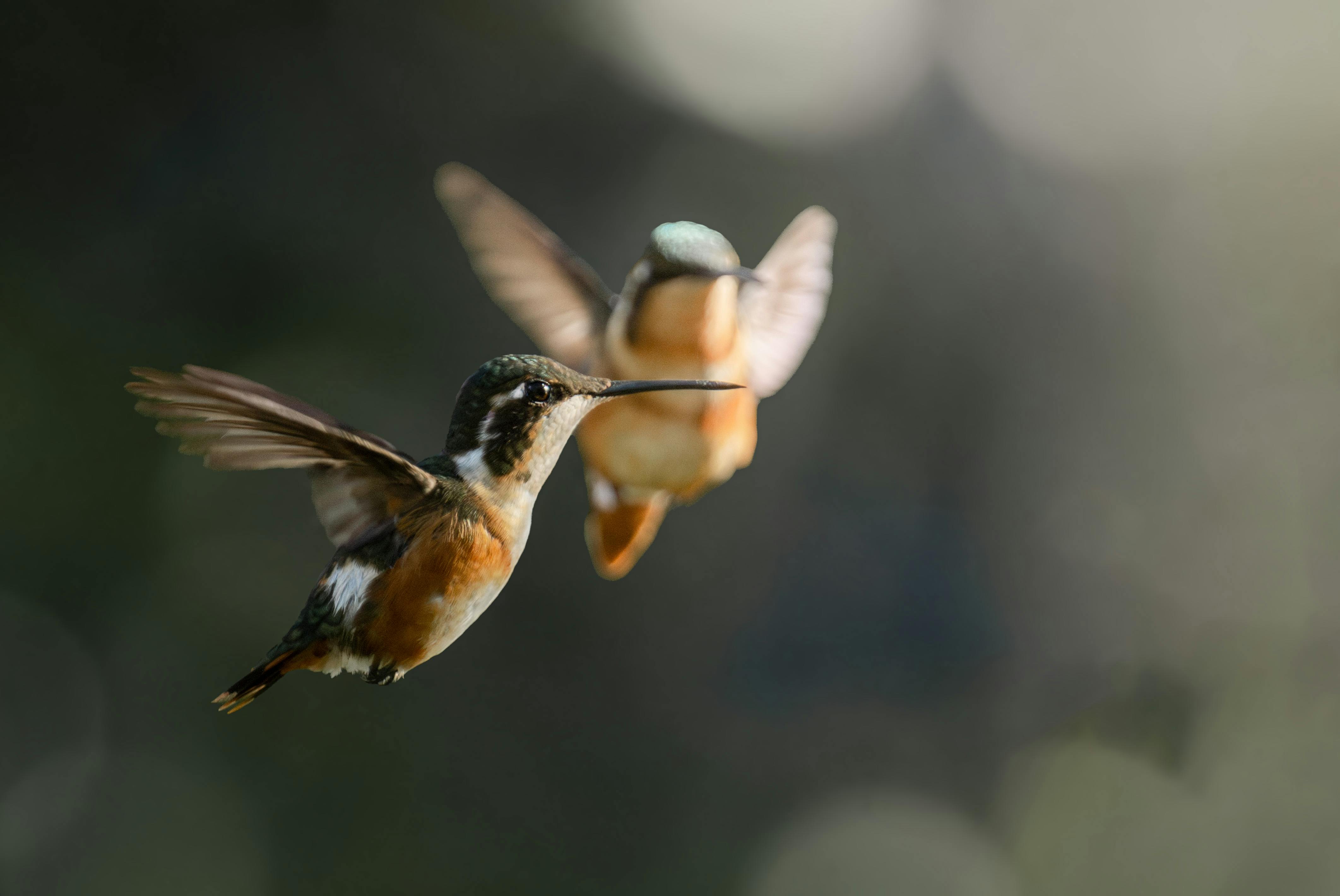 Hummingbirds Photos, Download The BEST Free Hummingbirds Stock Photos ...