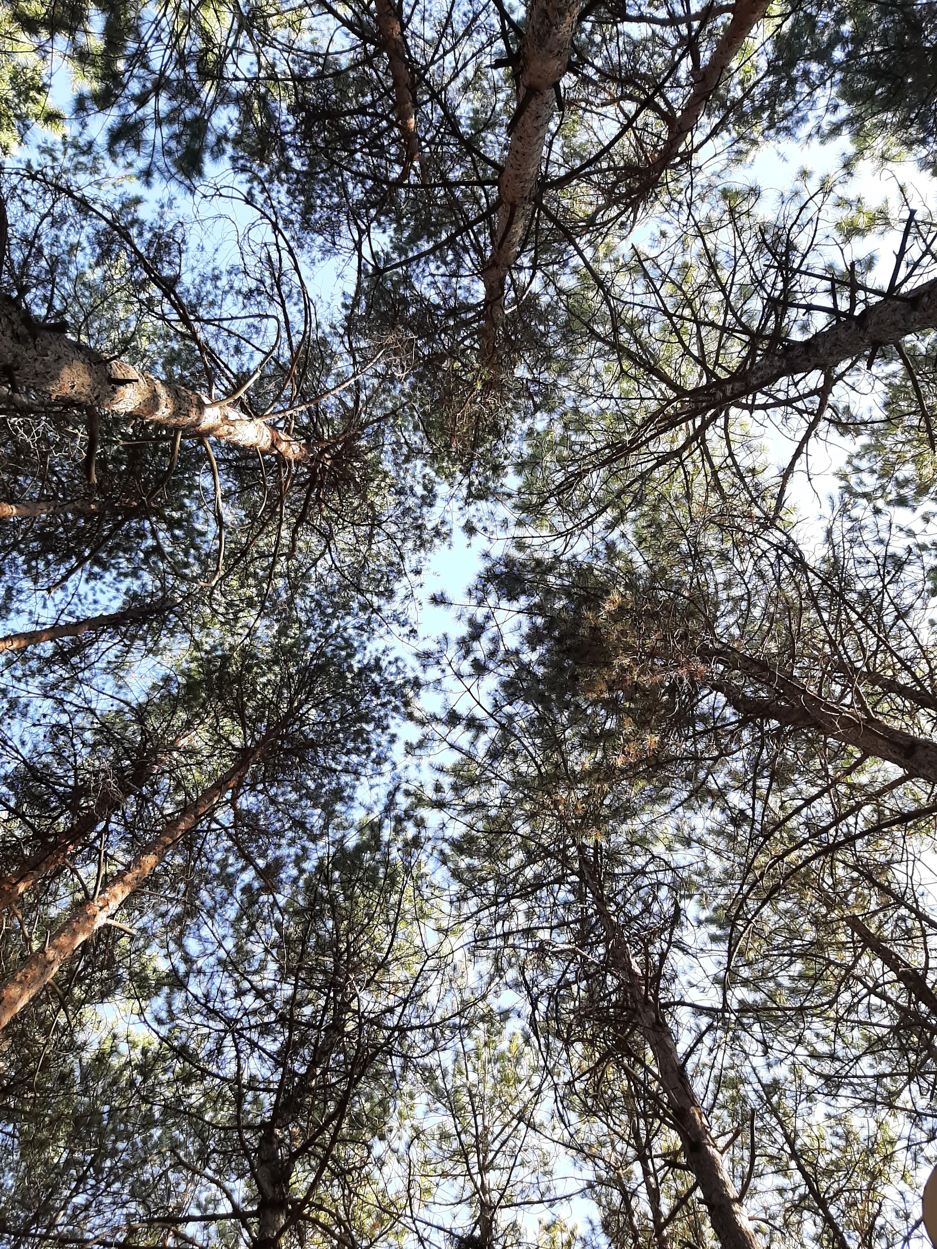 A view of the sky from the ground looking up at the trees · Free Stock ...