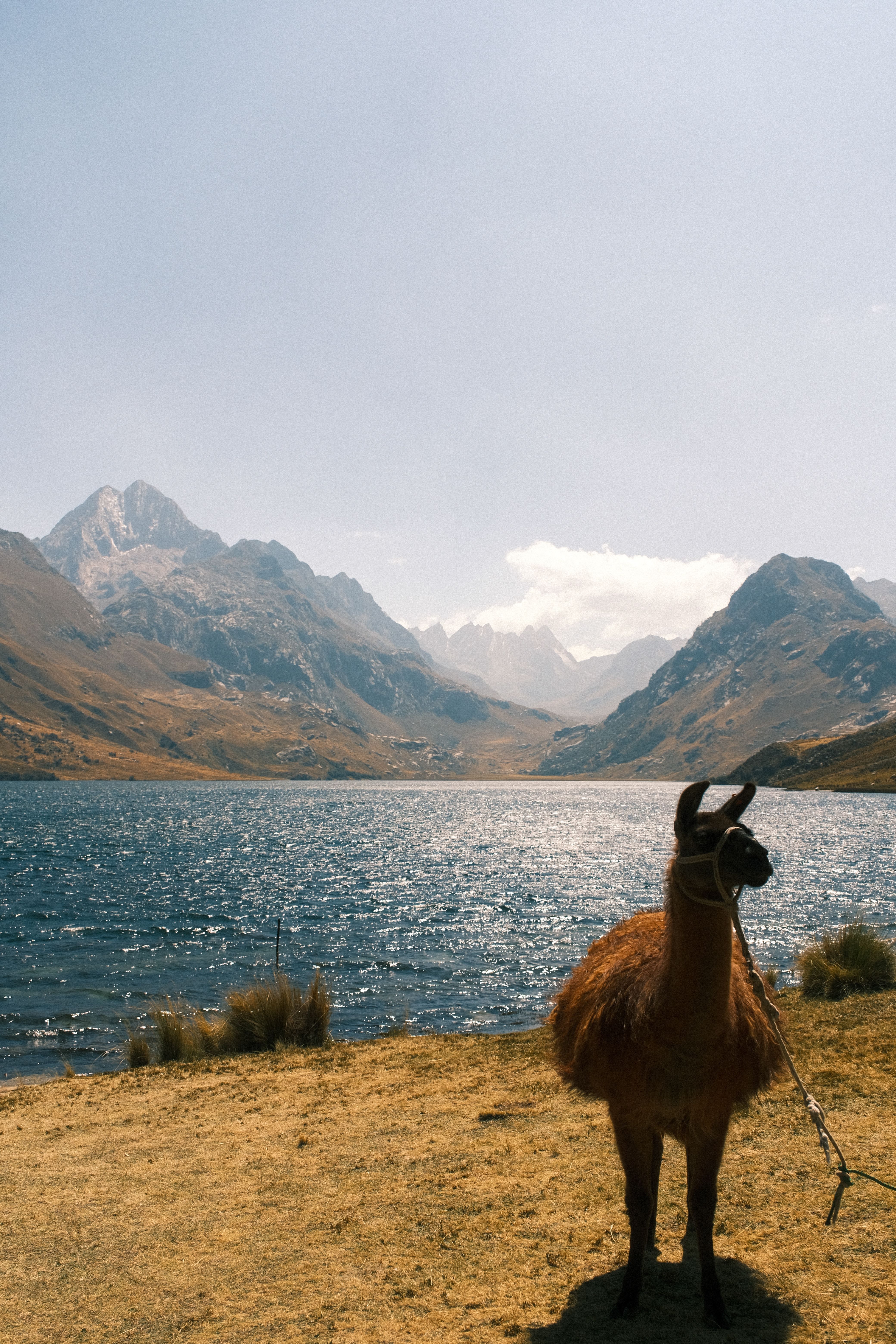 Lama au Pérou · Free Stock Photo