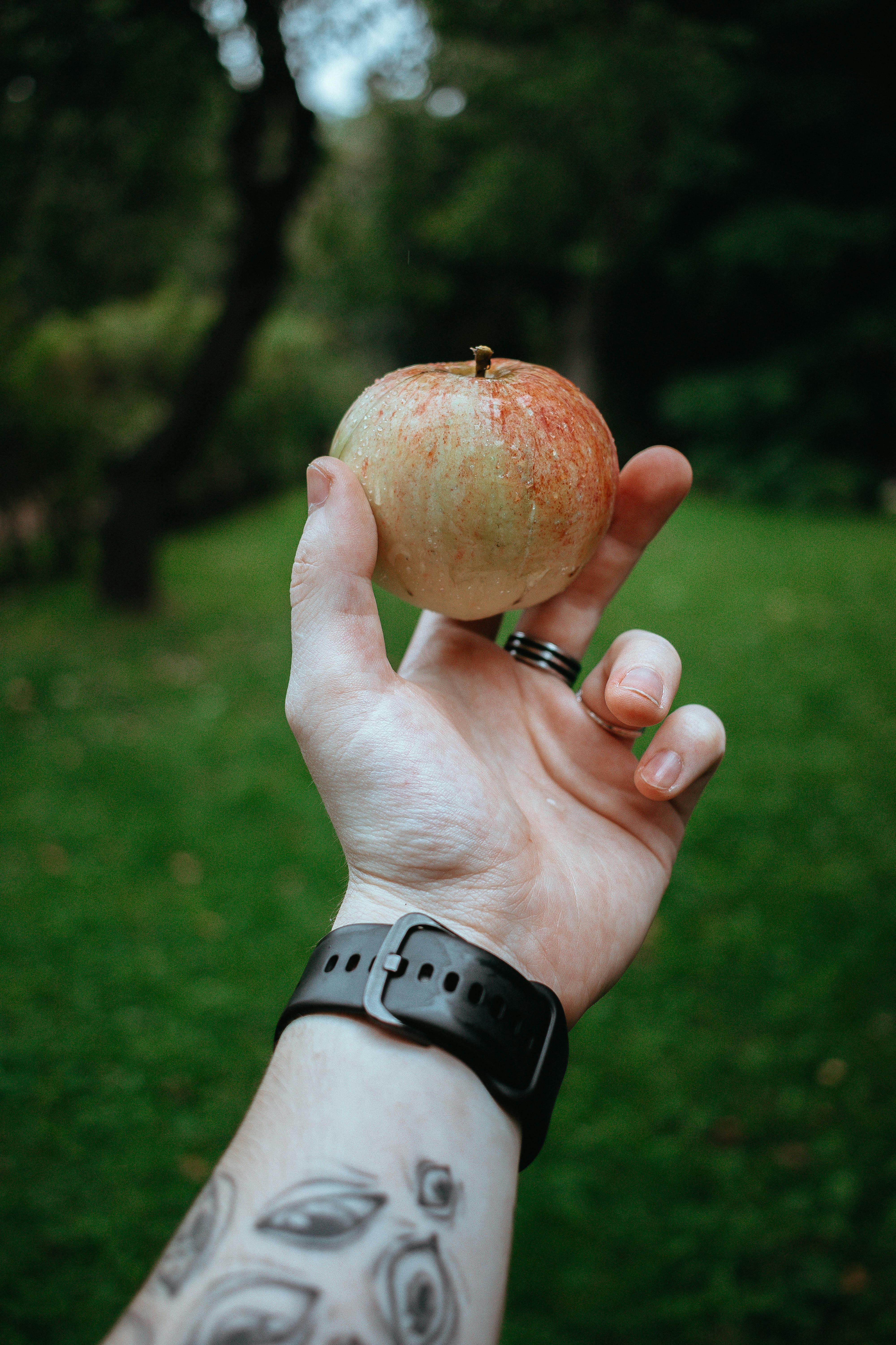 A person holding an apple in their hand · Free Stock Photo