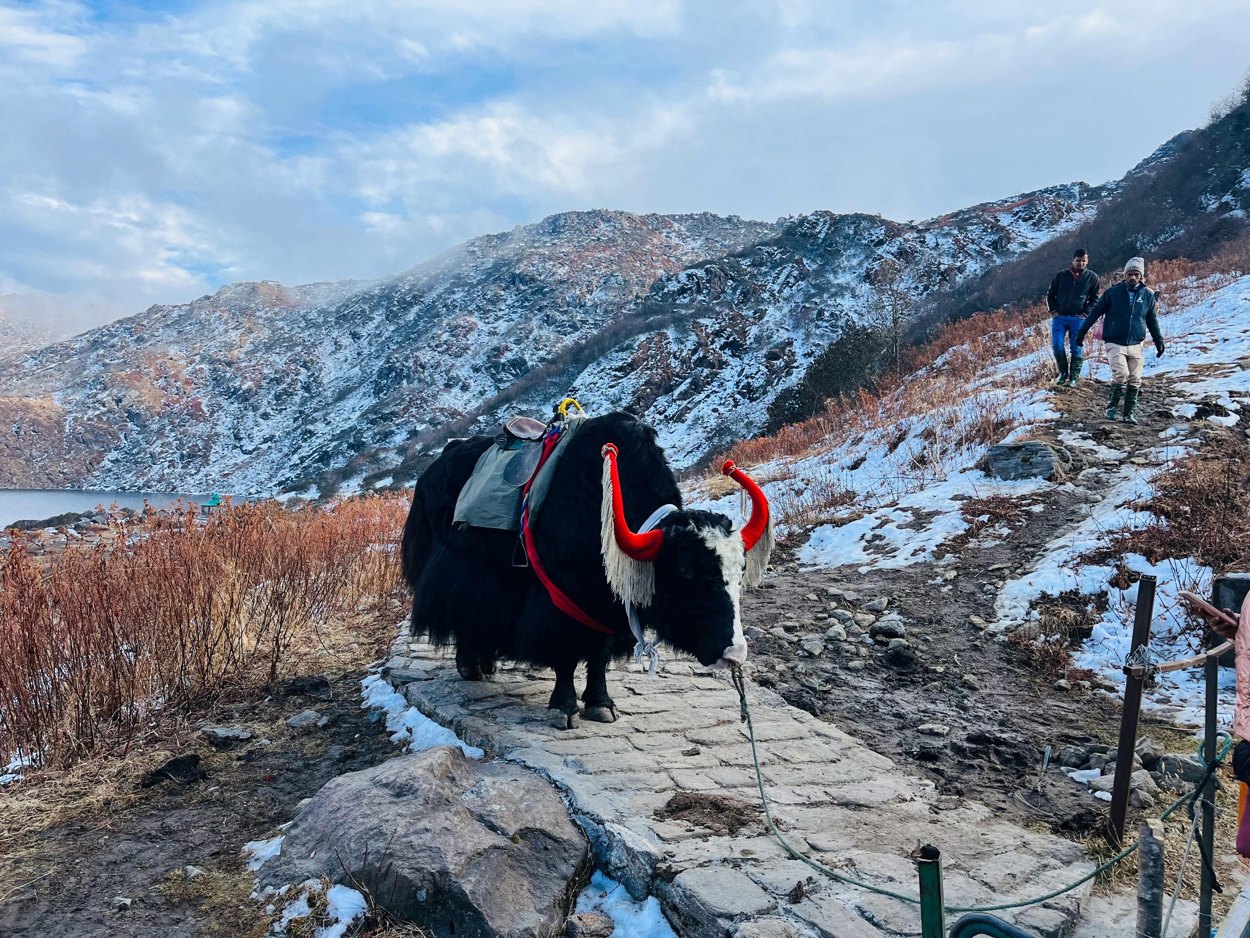 A yak is walking on a snowy path · Free Stock Photo