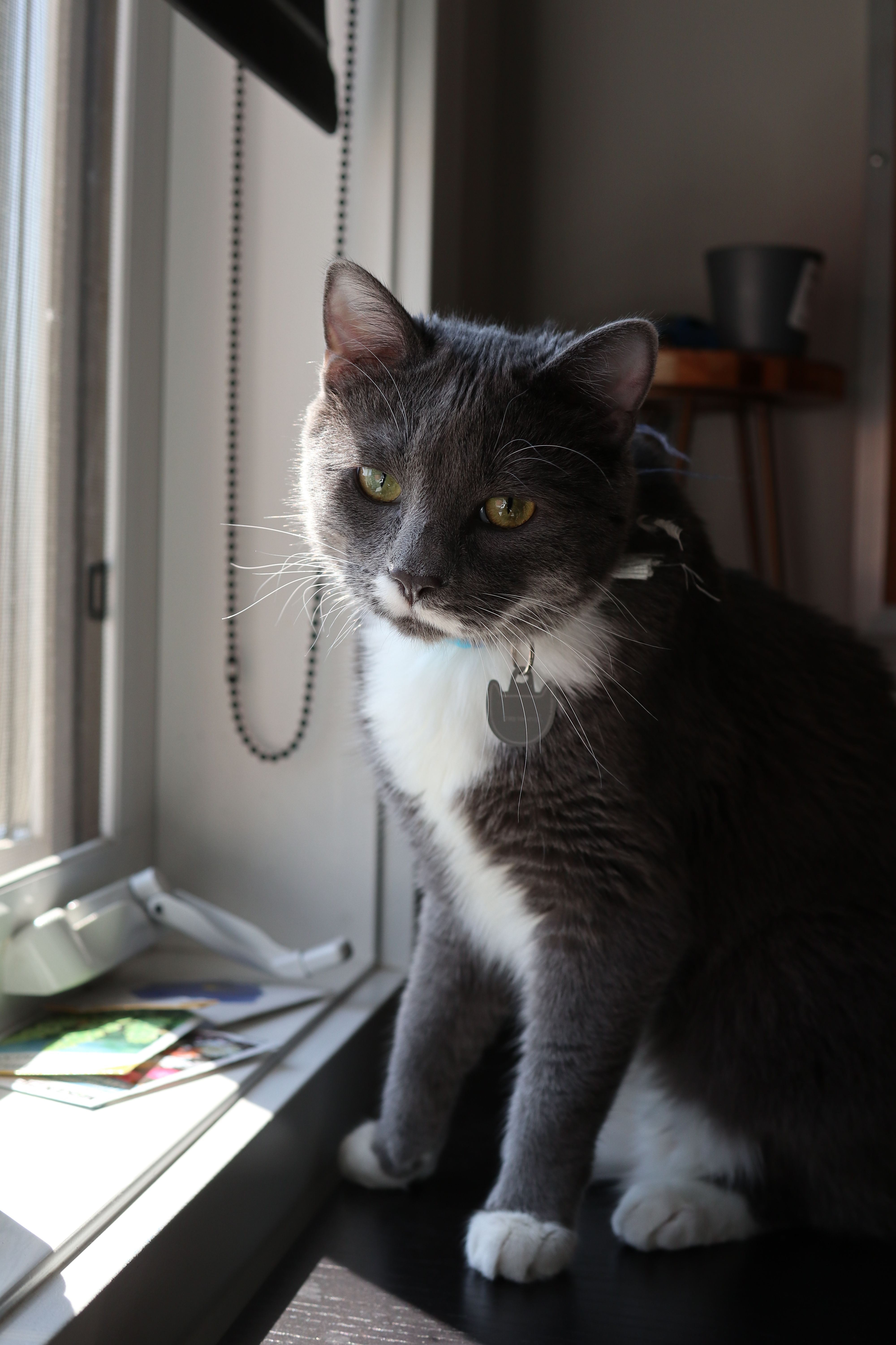 Photo of james, a cat in kansas city, mo, usa · Free Stock Photo