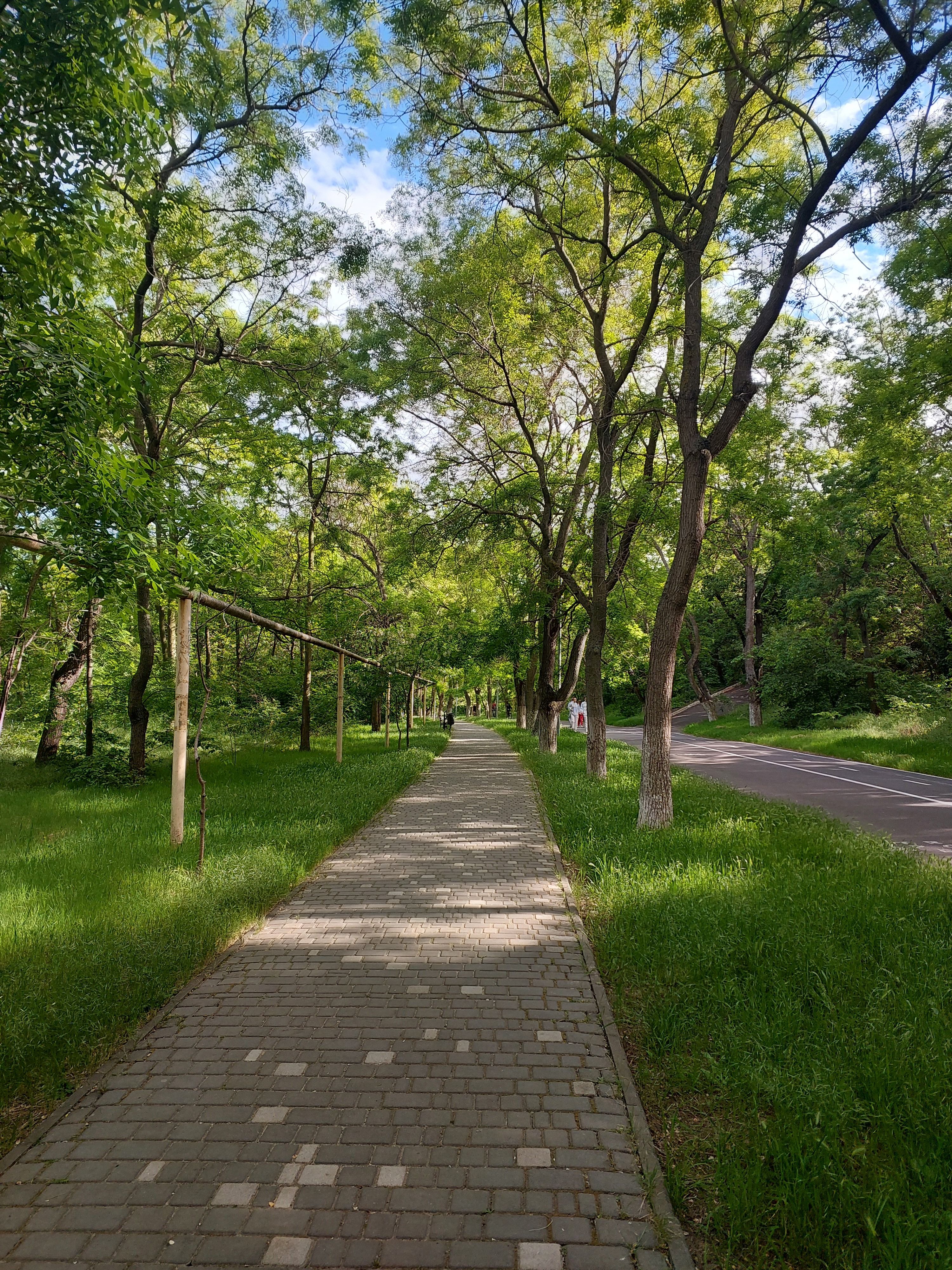 A walkway in a park with trees and grass · Free Stock Photo