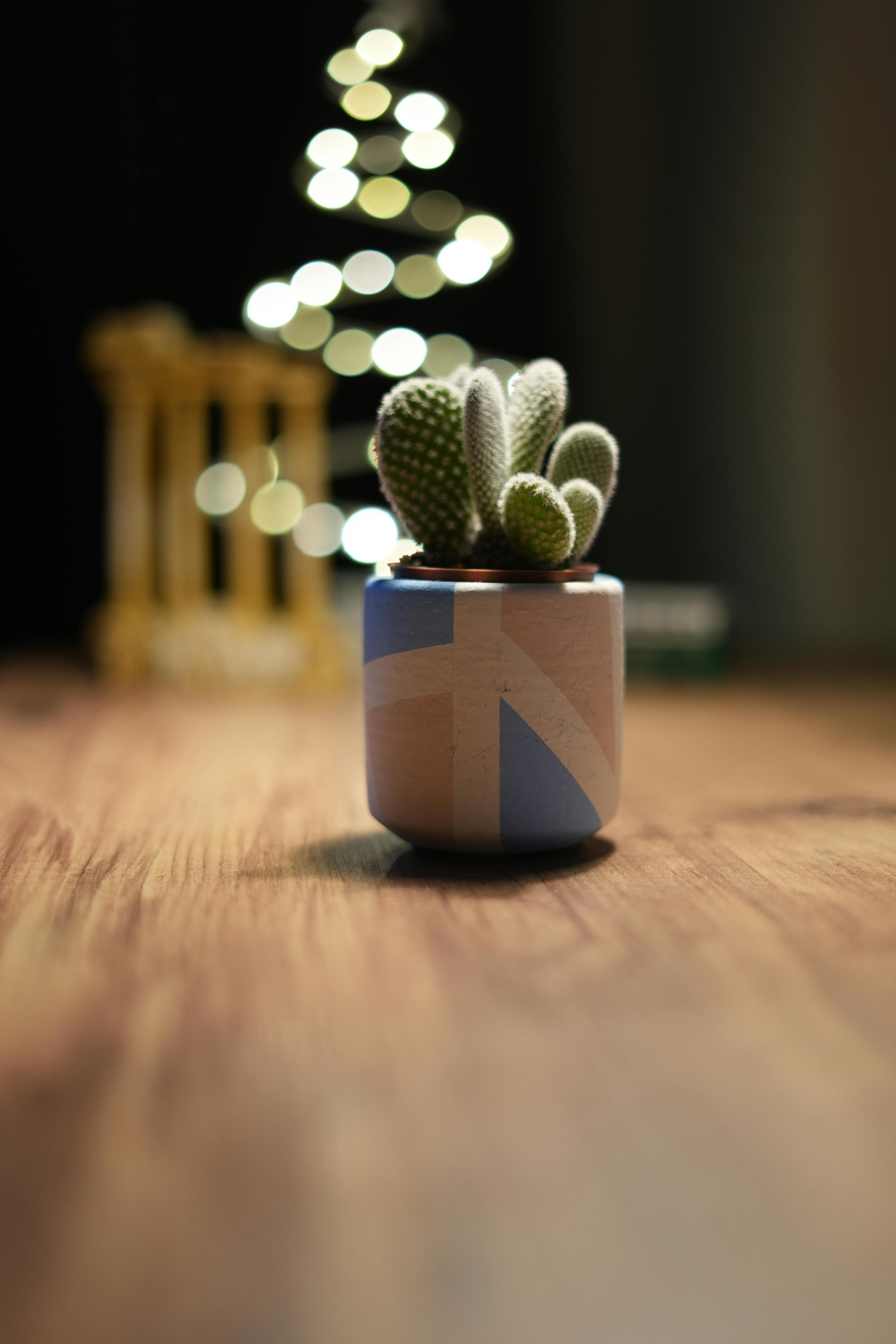 Green Cactus Plant on Table · Free Stock Photo