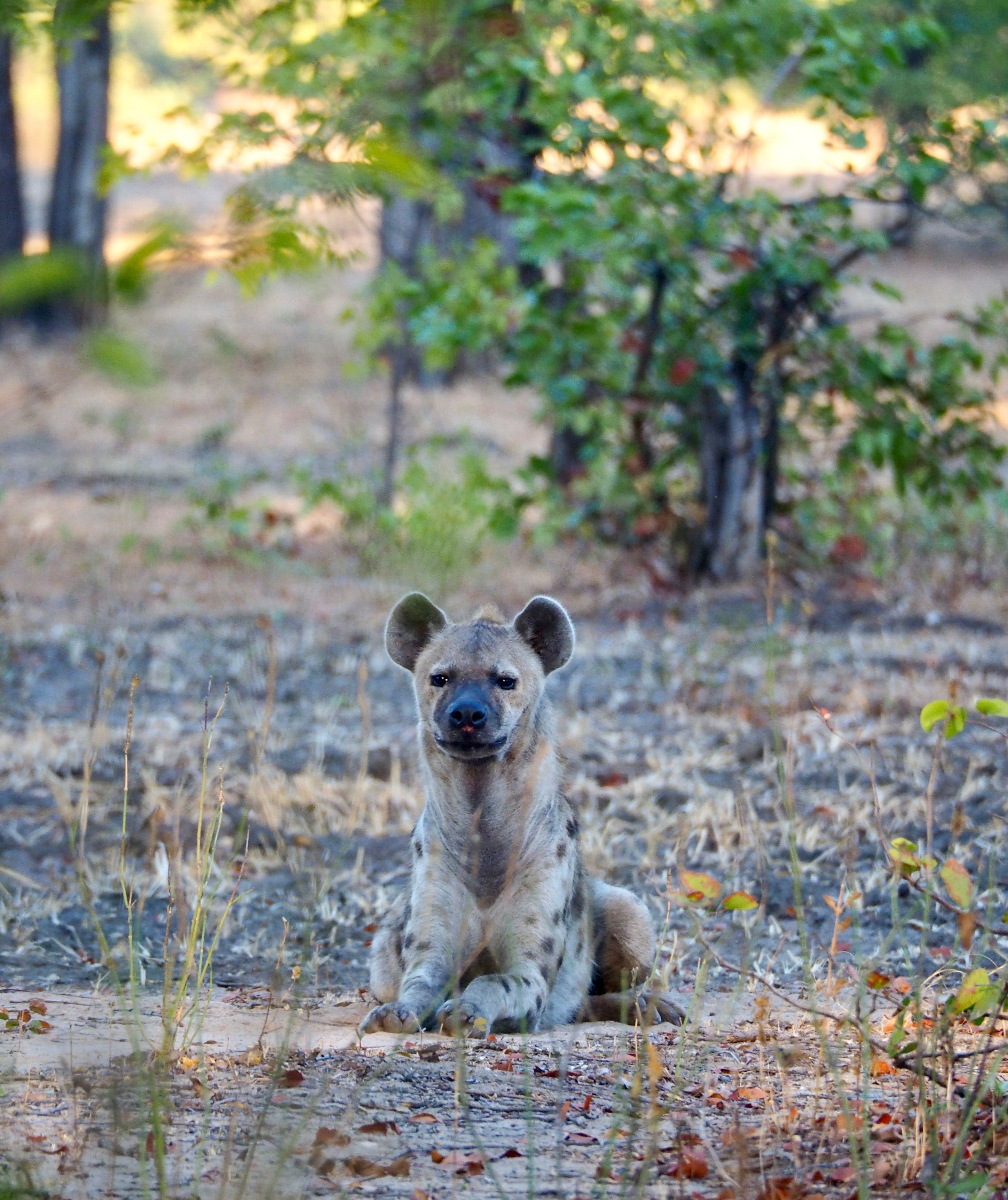Brown American Bully Standing Near Trees · Free Stock Photo