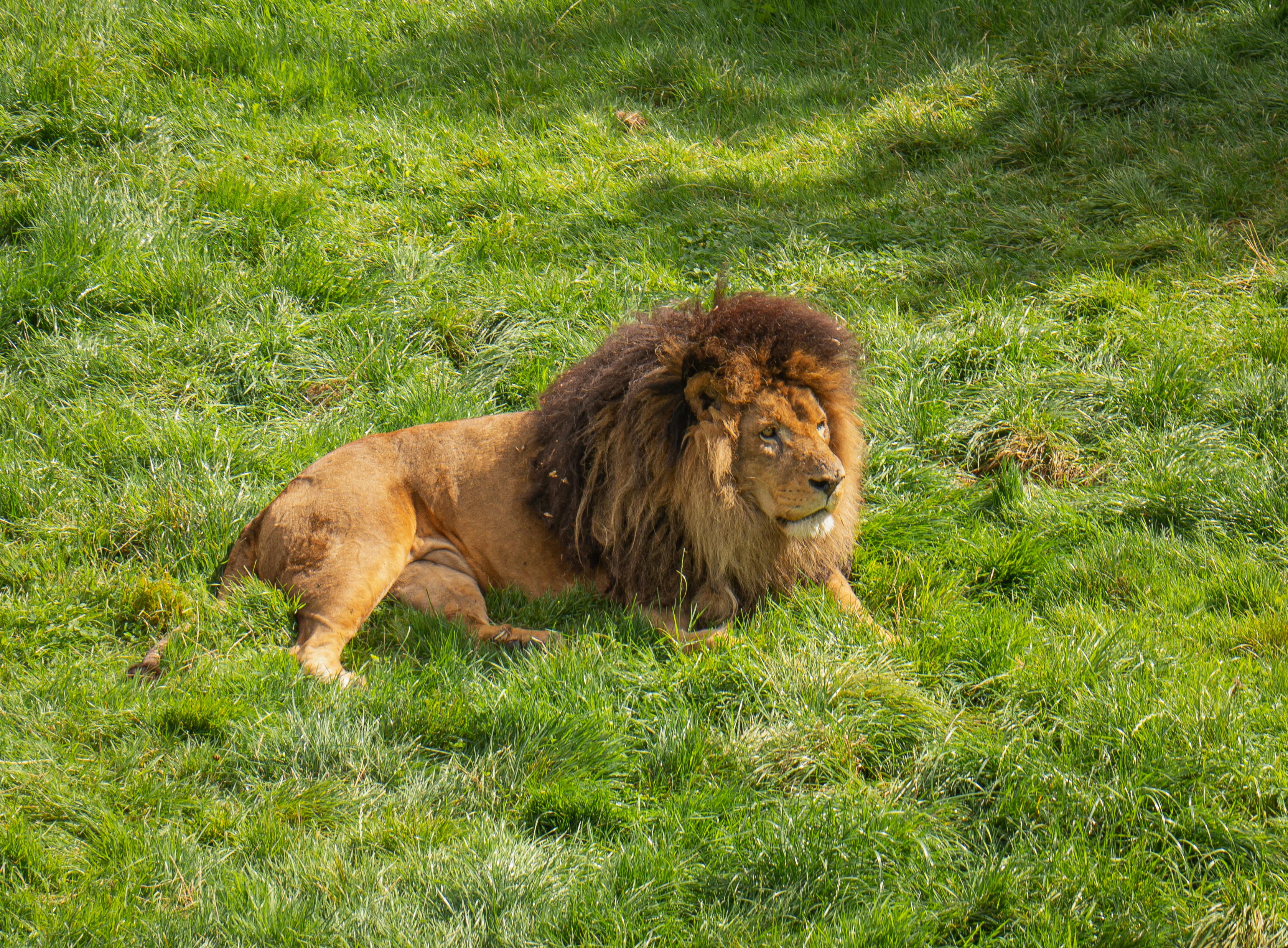 Lion at the zoo · Free Stock Photo