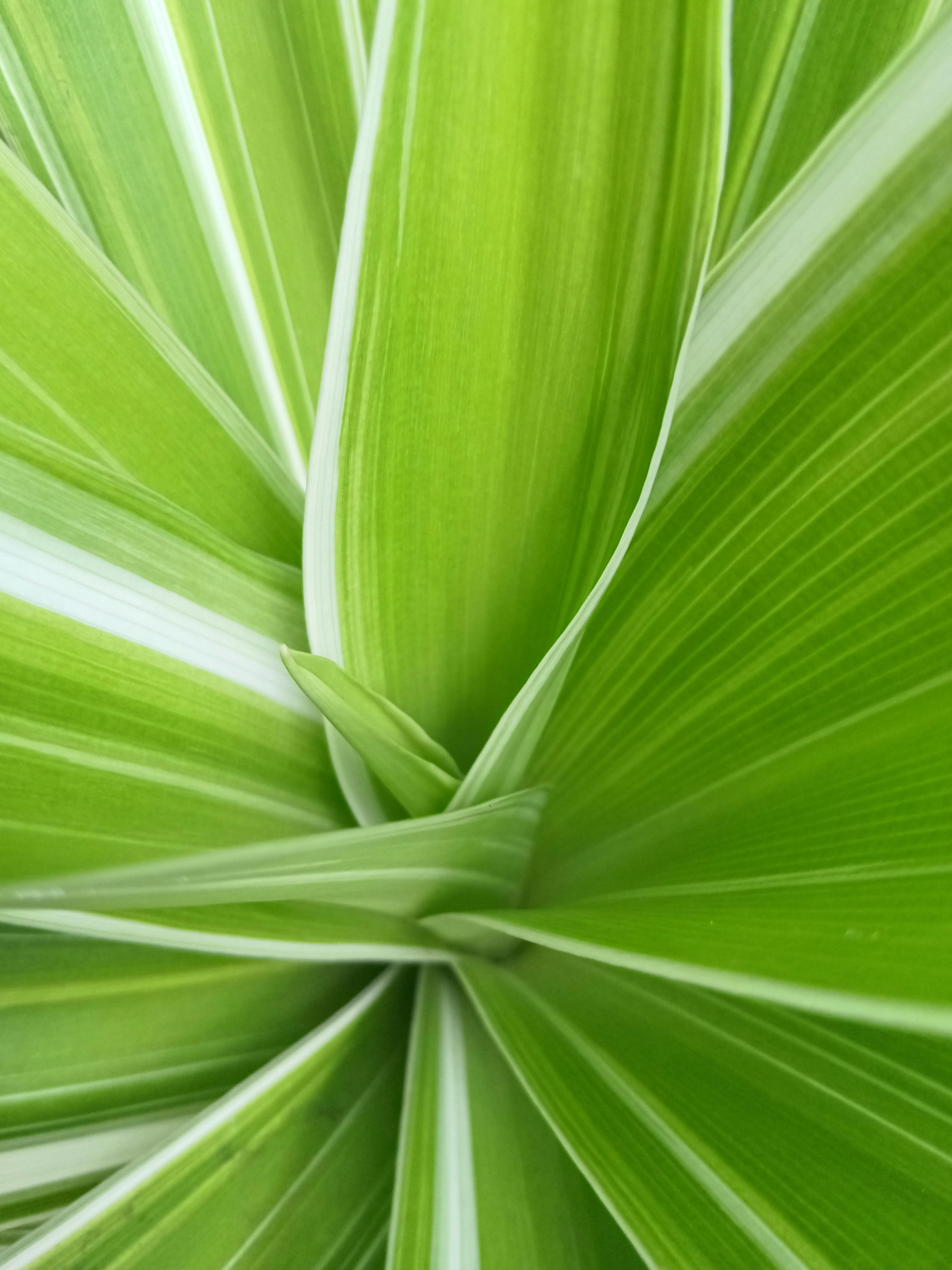 Drawn Green Plant Png Photos, Download The BEST Free Drawn Green Plant ...