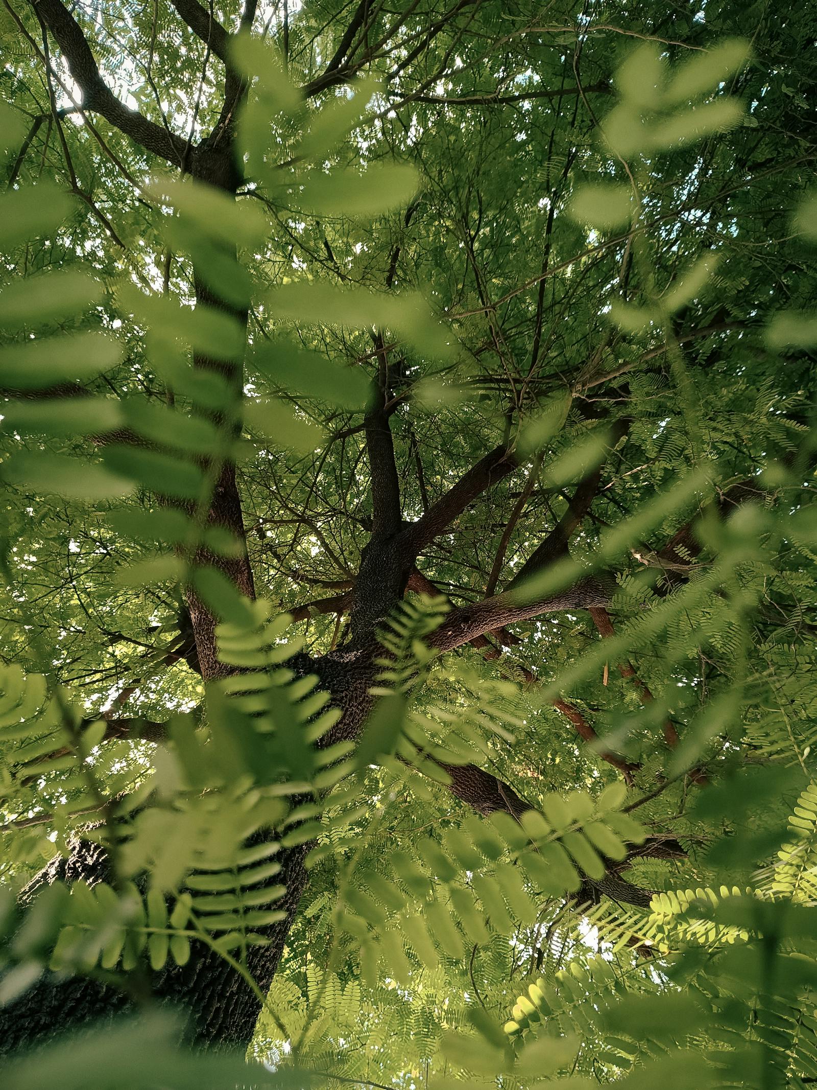 Tamarind (Imli) Photos, Download The BEST Free Tamarind (Imli) Stock ...