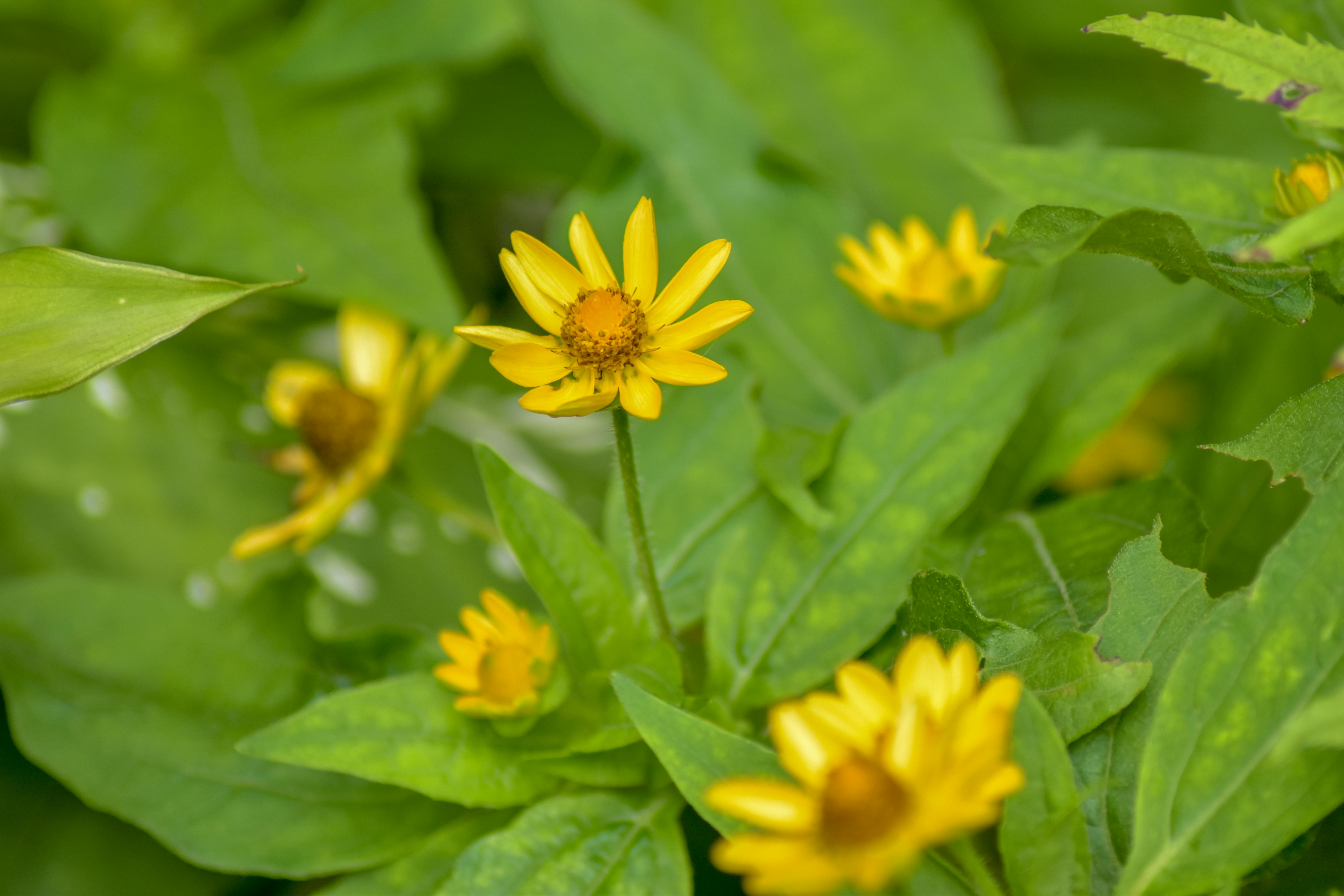 Shekhar Bhat - Fotografía