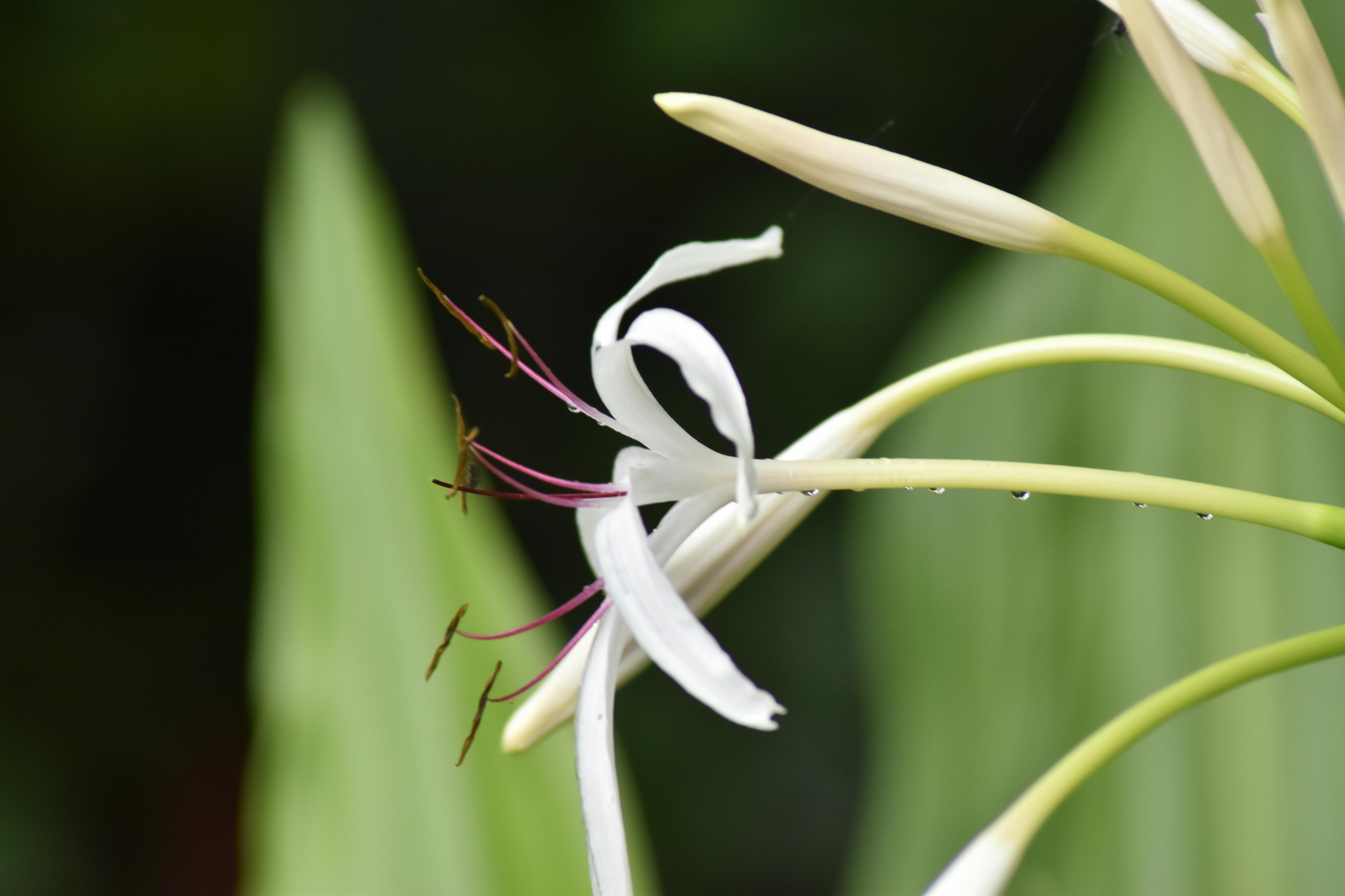 Shekhar Bhat - Fotografía