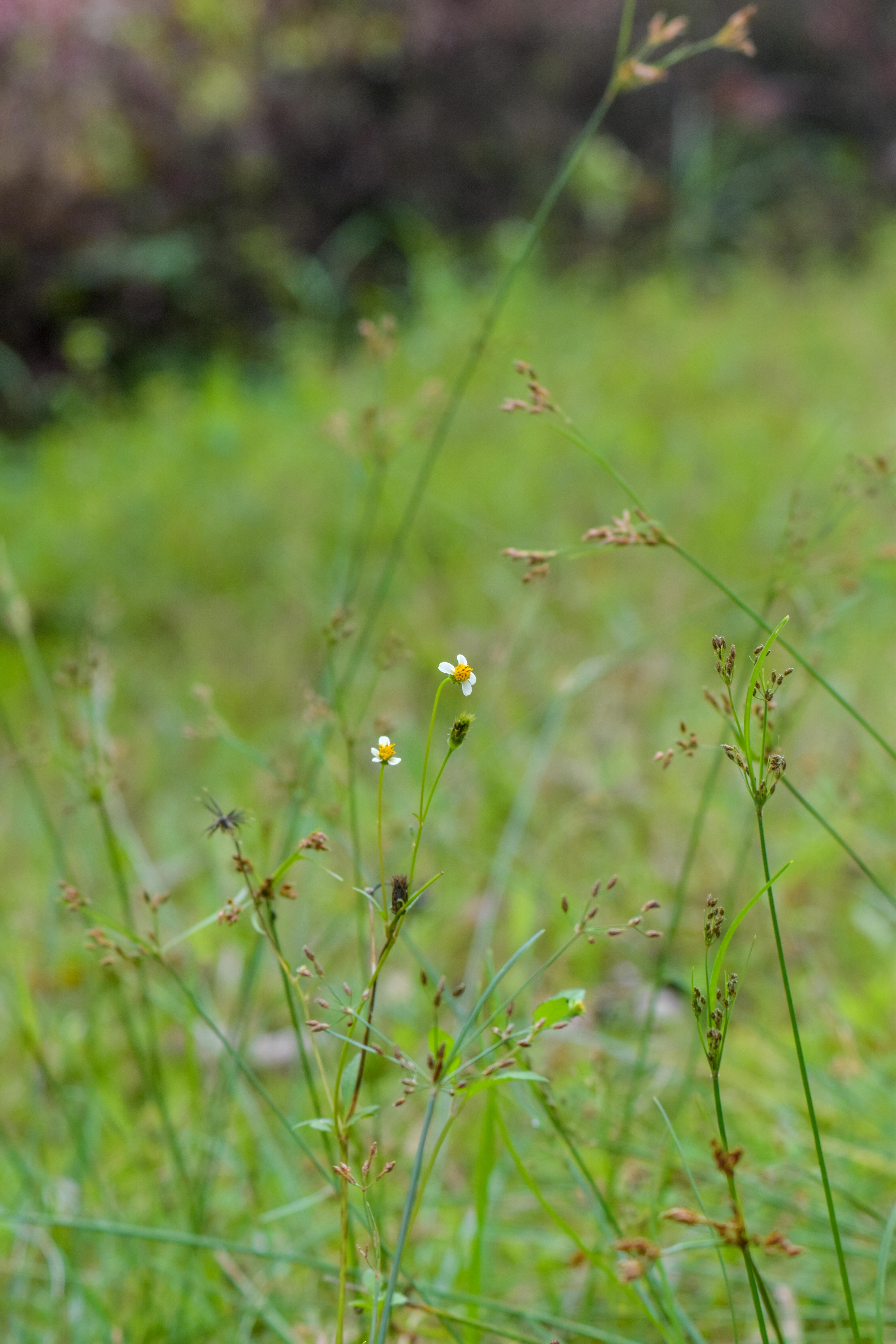 Shekhar Bhat - 사진