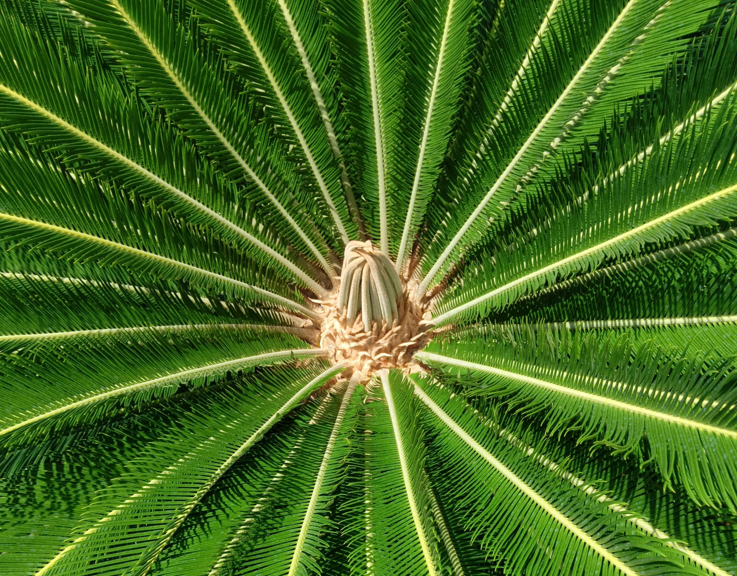 Sago Palm Plant · Free Stock Photo