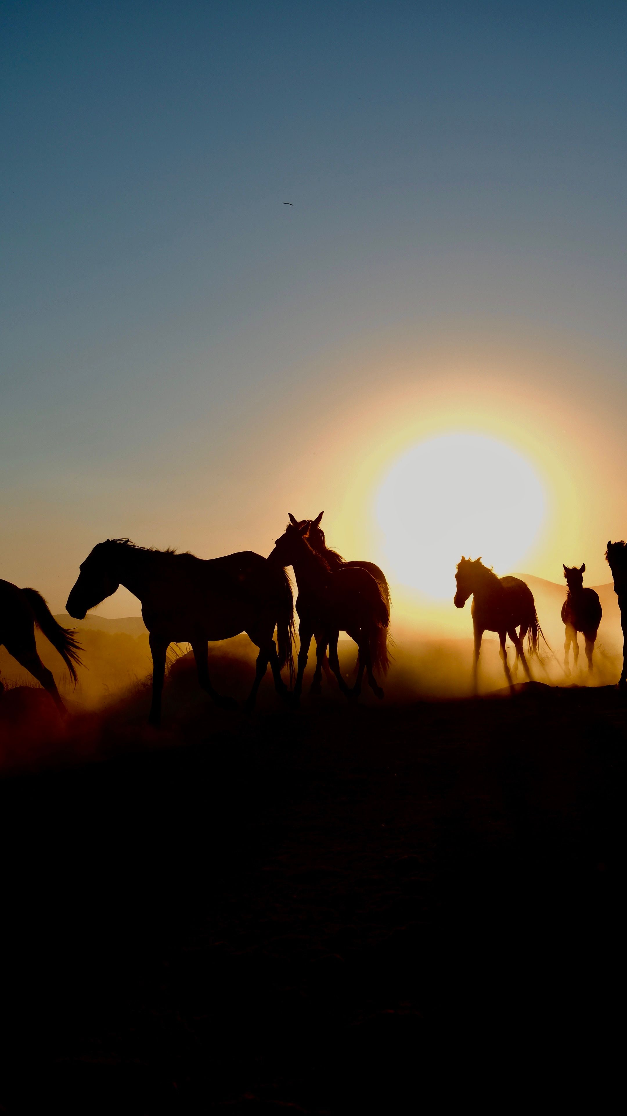 Horses running in the sunset · Free Stock Photo