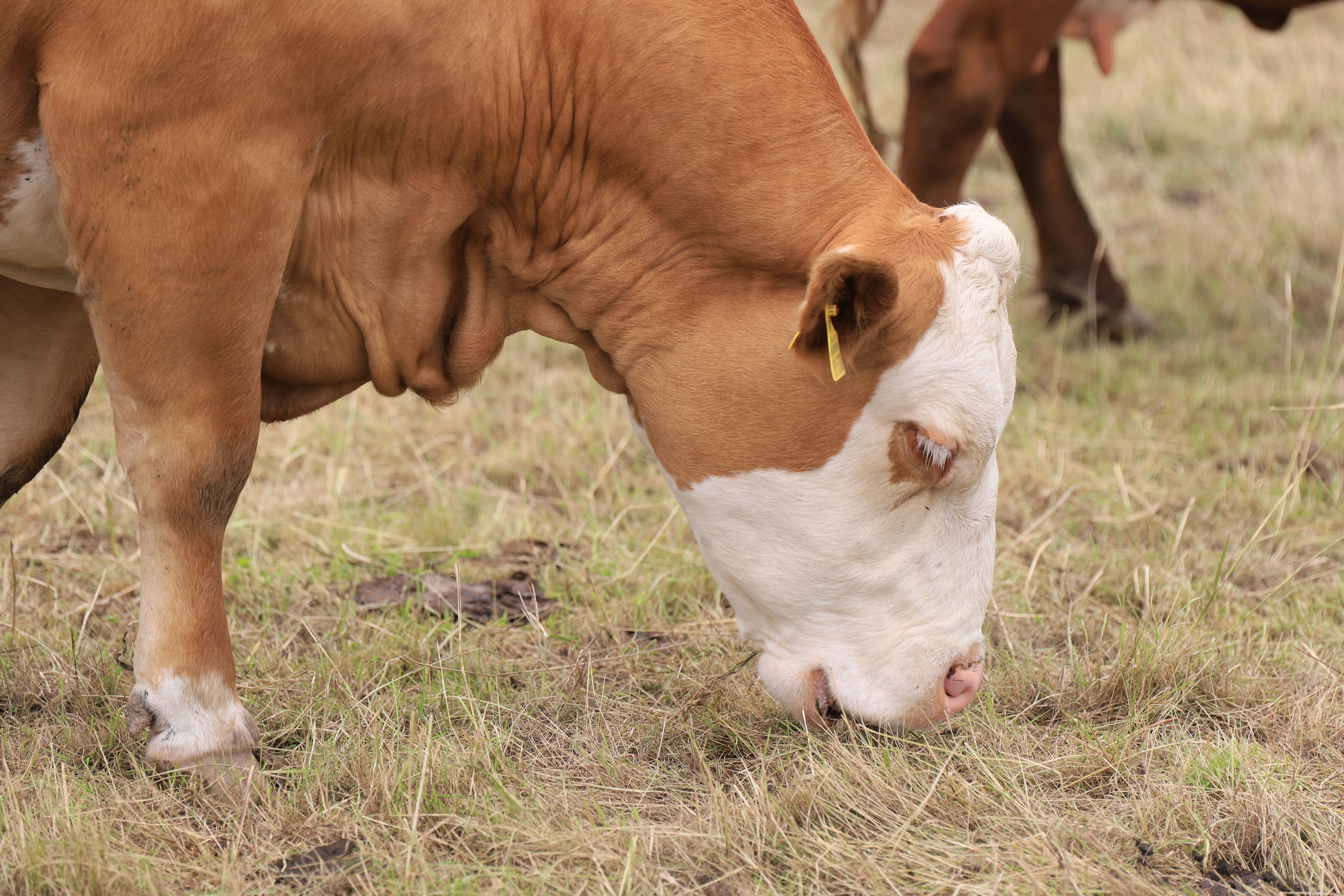 Rind · Free Stock Photo