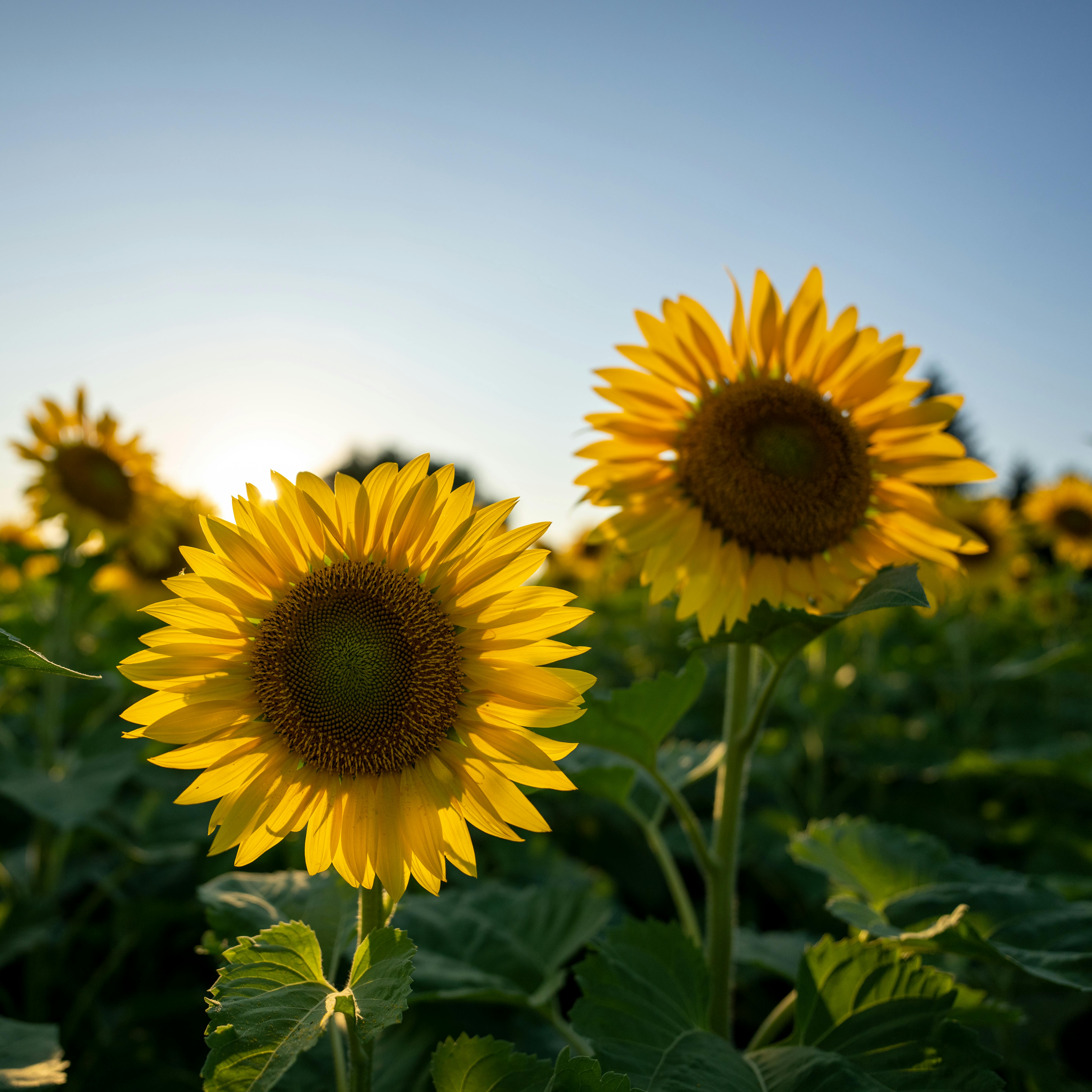 Bed Of Sunflower · Free Stock Photo