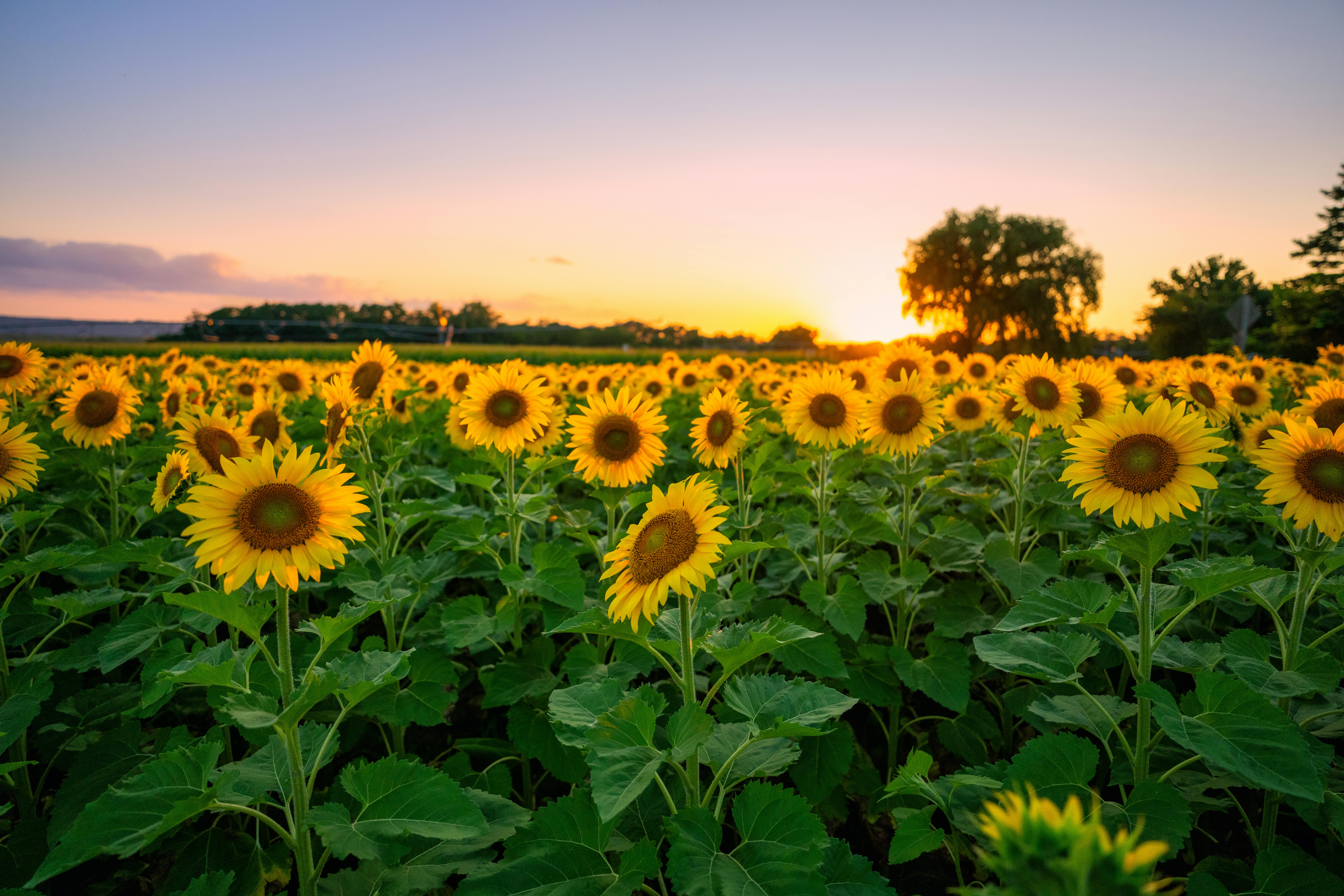 Bed Of Sunflower · Free Stock Photo