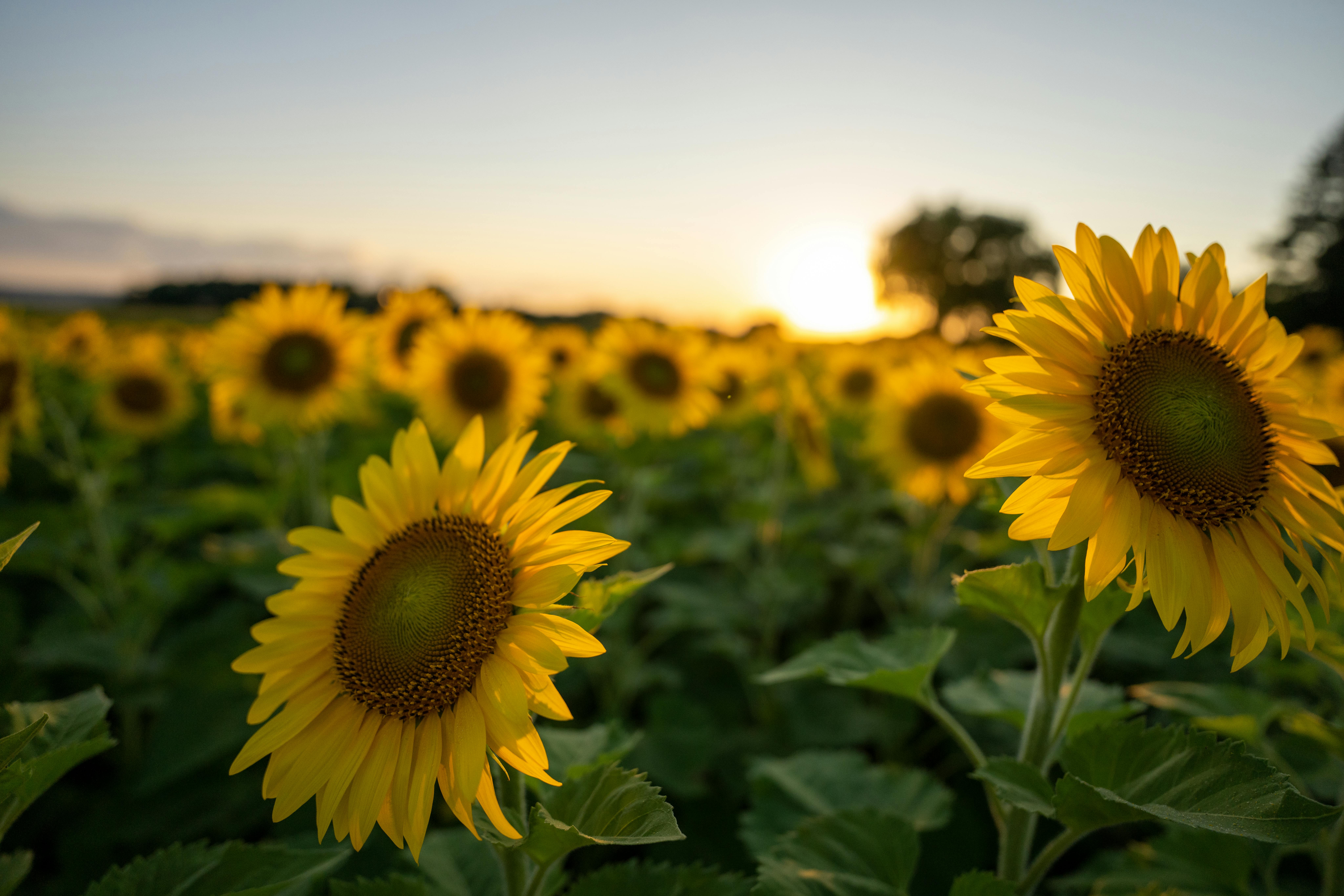 Bed Of Sunflower · Free Stock Photo