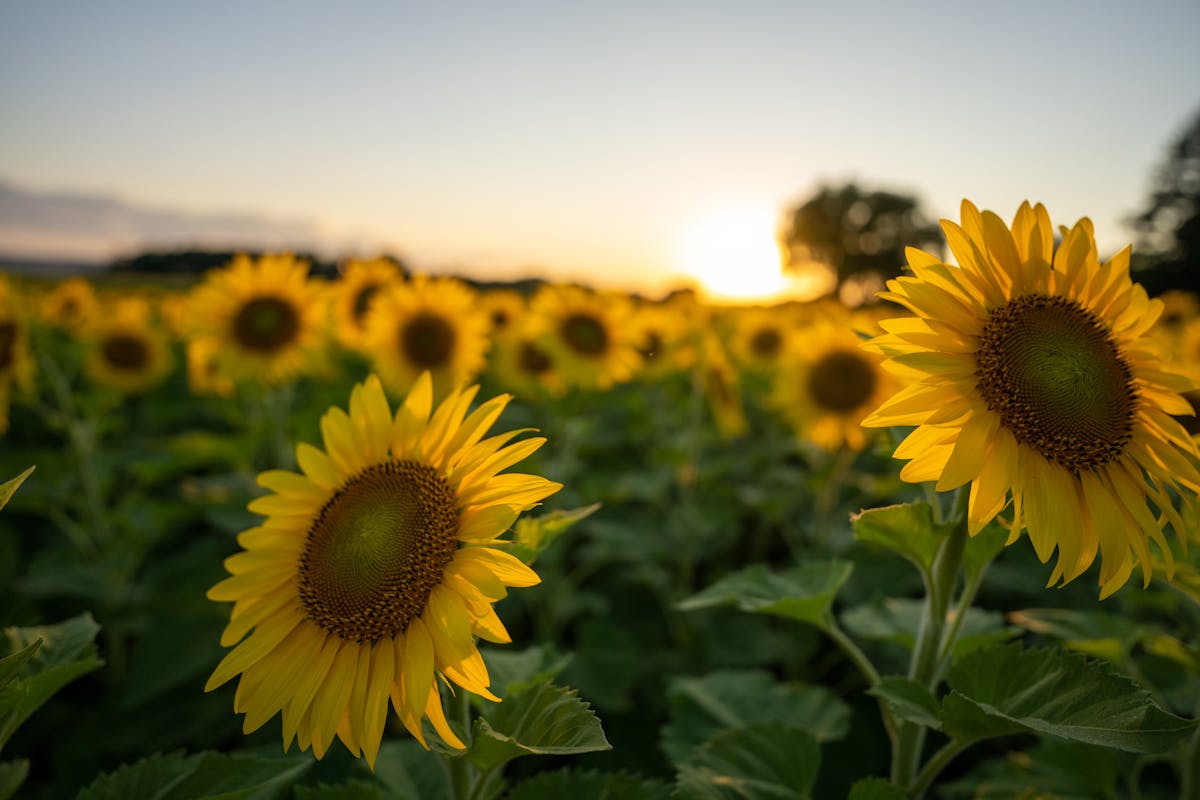 Sunset Over Green Field Of Corn, Iowa, Usa Photos, Download The BEST ...