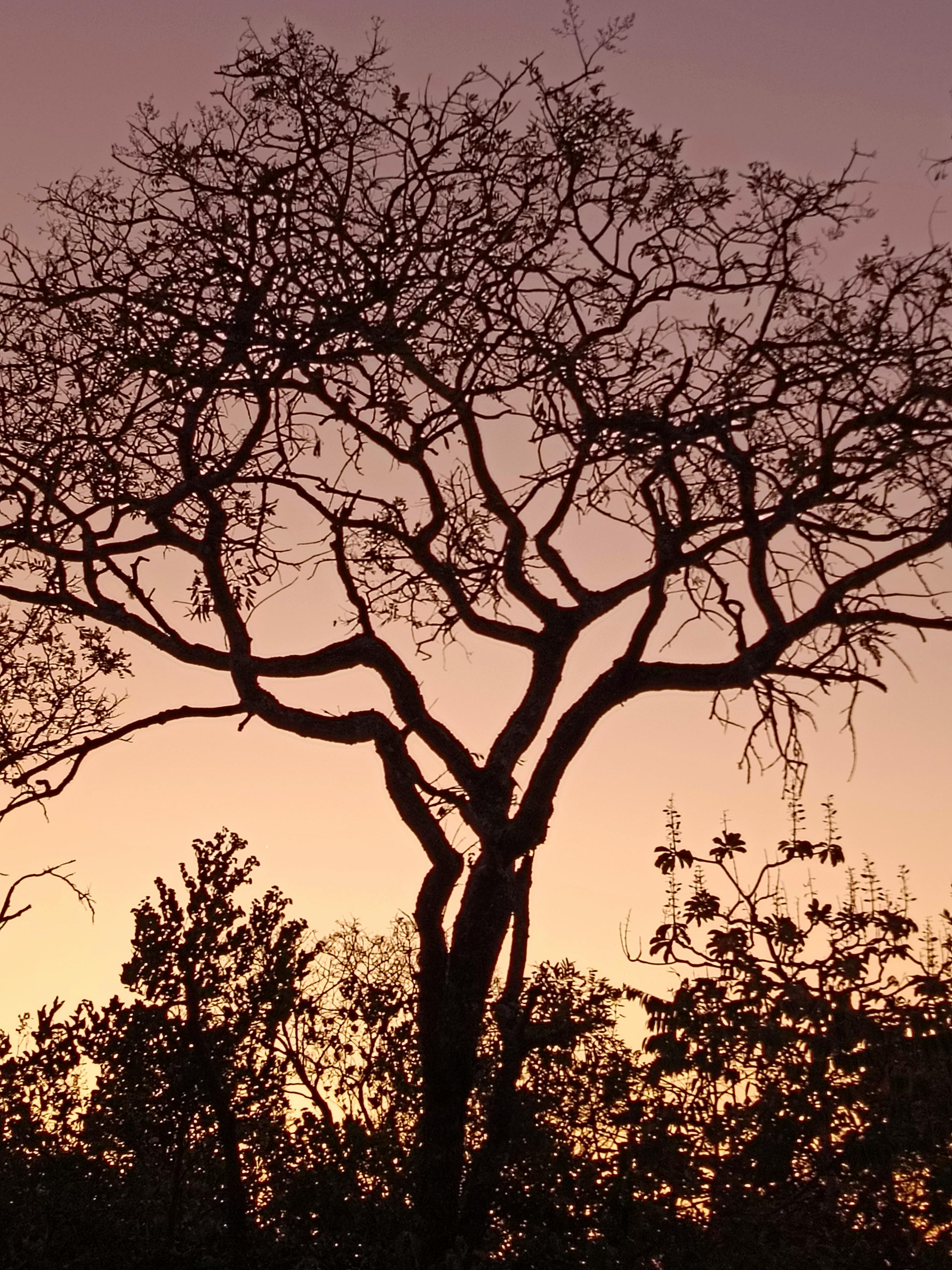 Green Leaf Tree during Night Time · Free Stock Photo