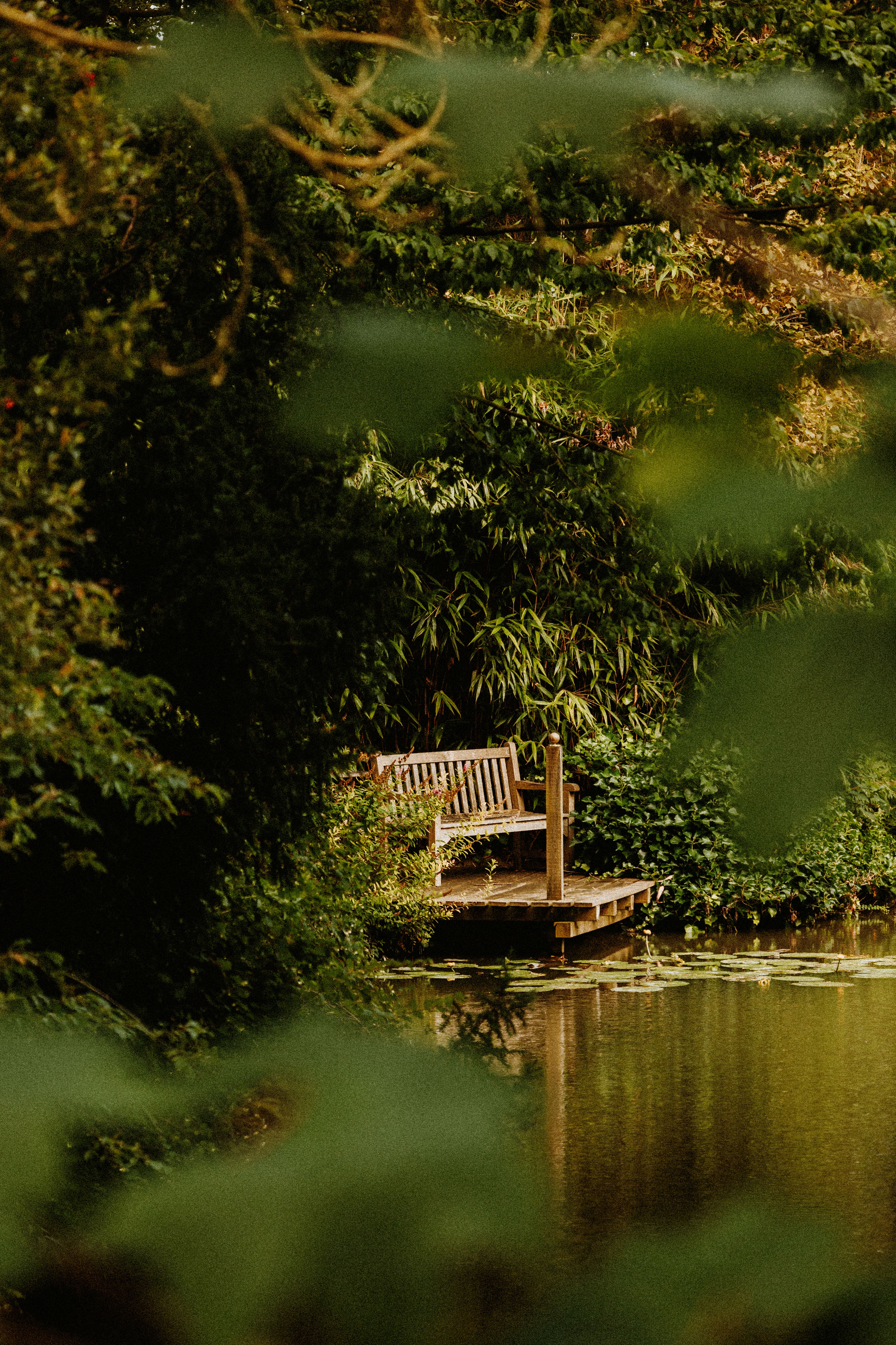 A bench sits in the middle of a pond · Free Stock Photo