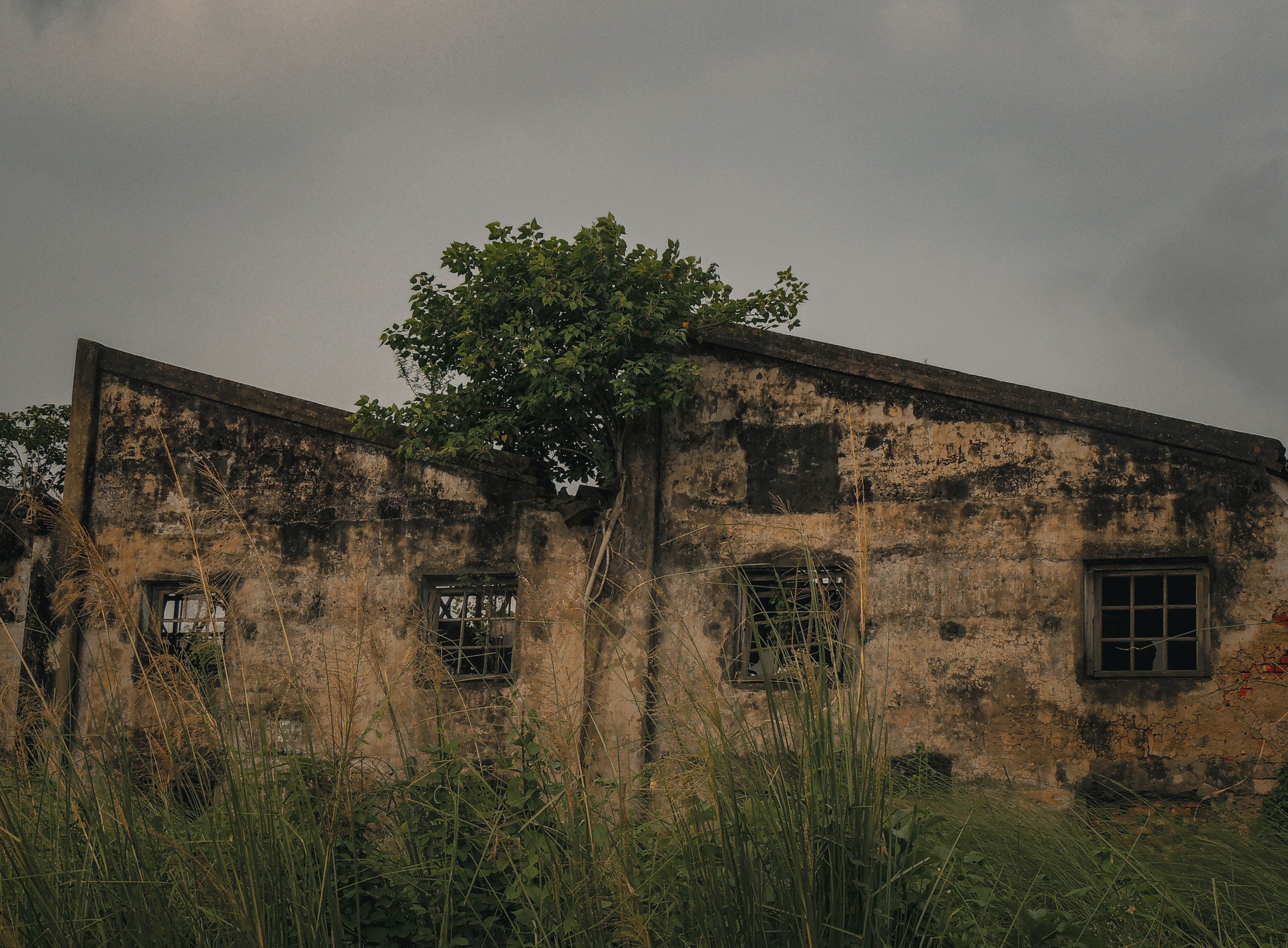 An old building with a tree growing out of it · Free Stock Photo