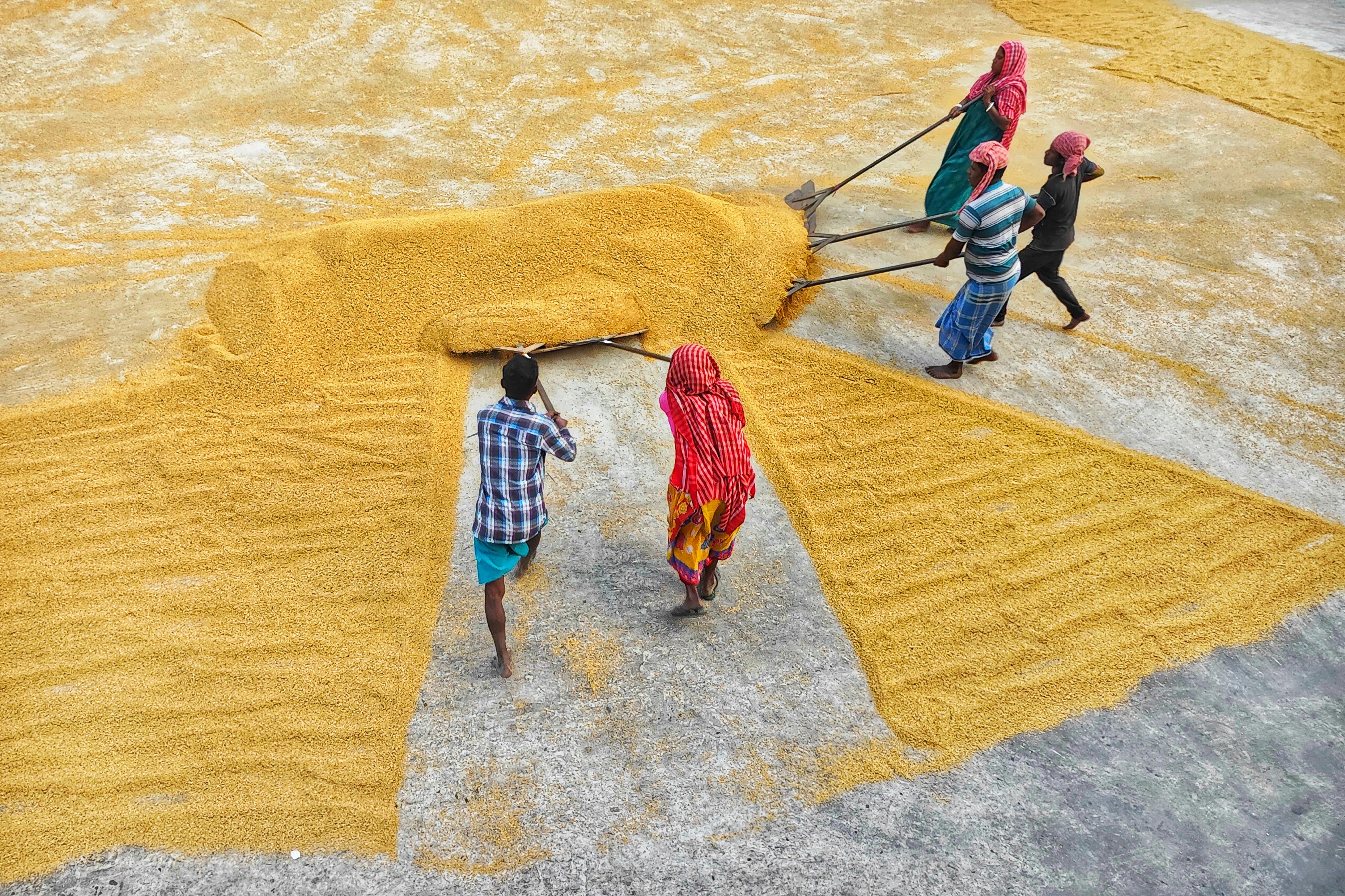 Rice Collection Photos, Download The BEST Free Rice Collection Stock ...