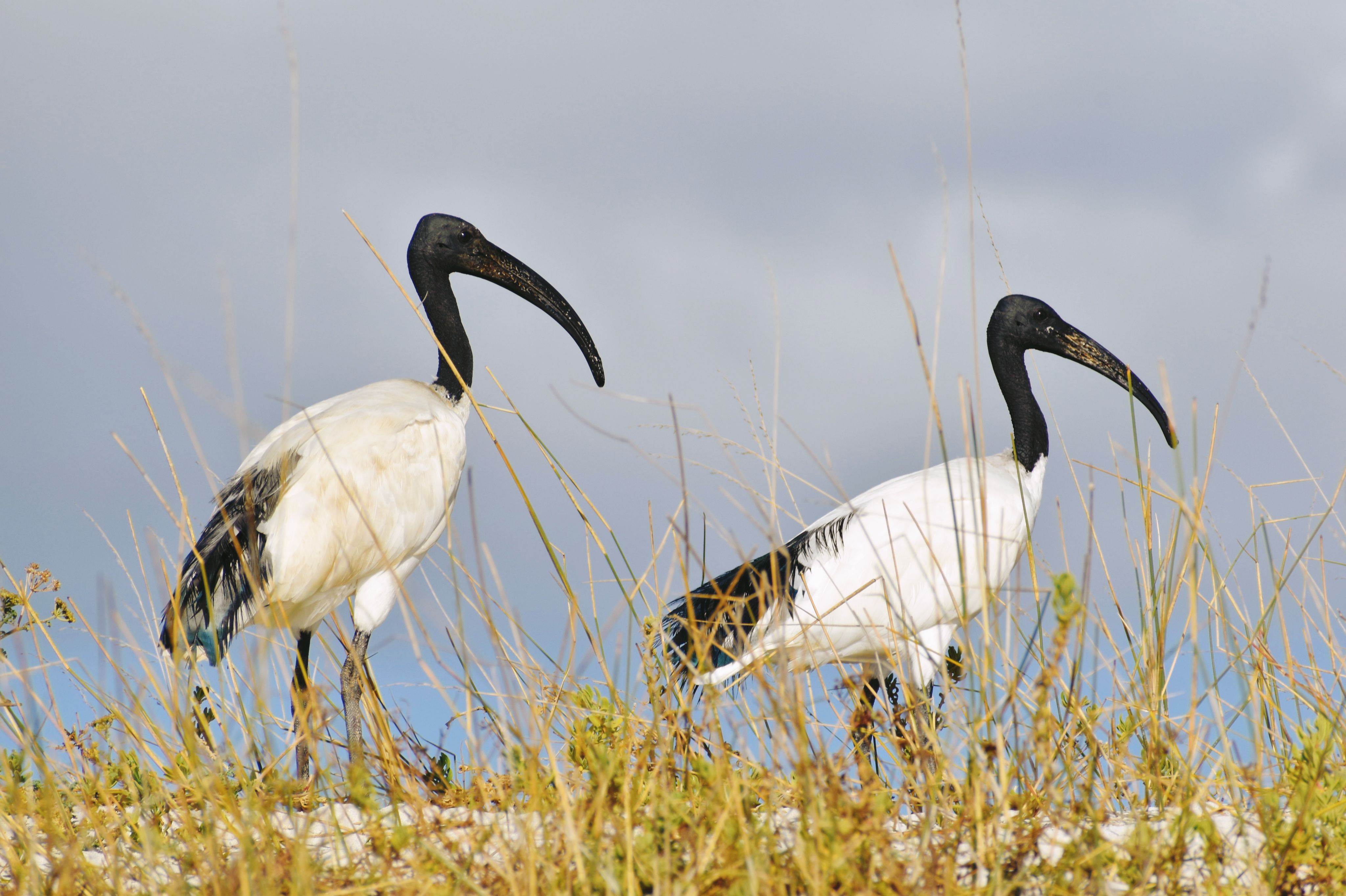Cape birds · Free Stock Photo
