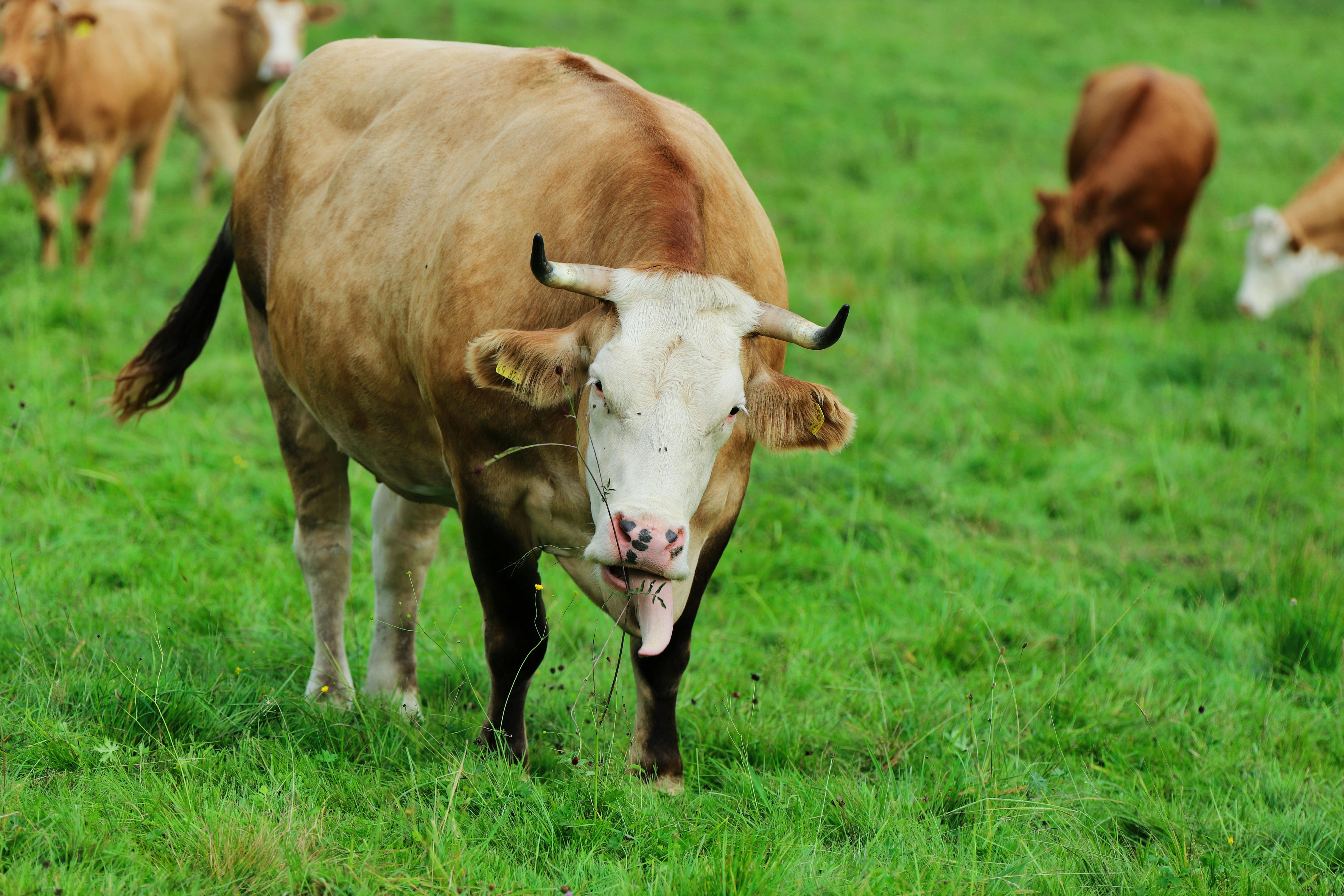 Rind · Free Stock Photo