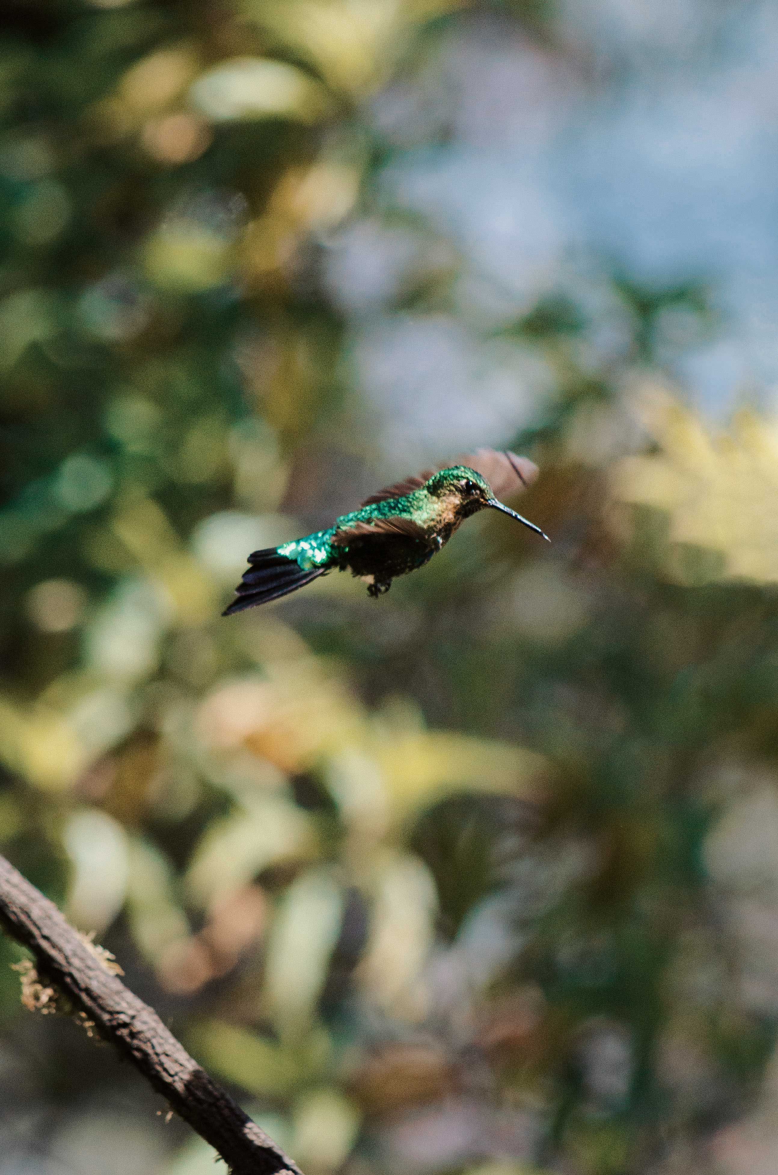 Colibrí de Bogotá · Free Stock Photo