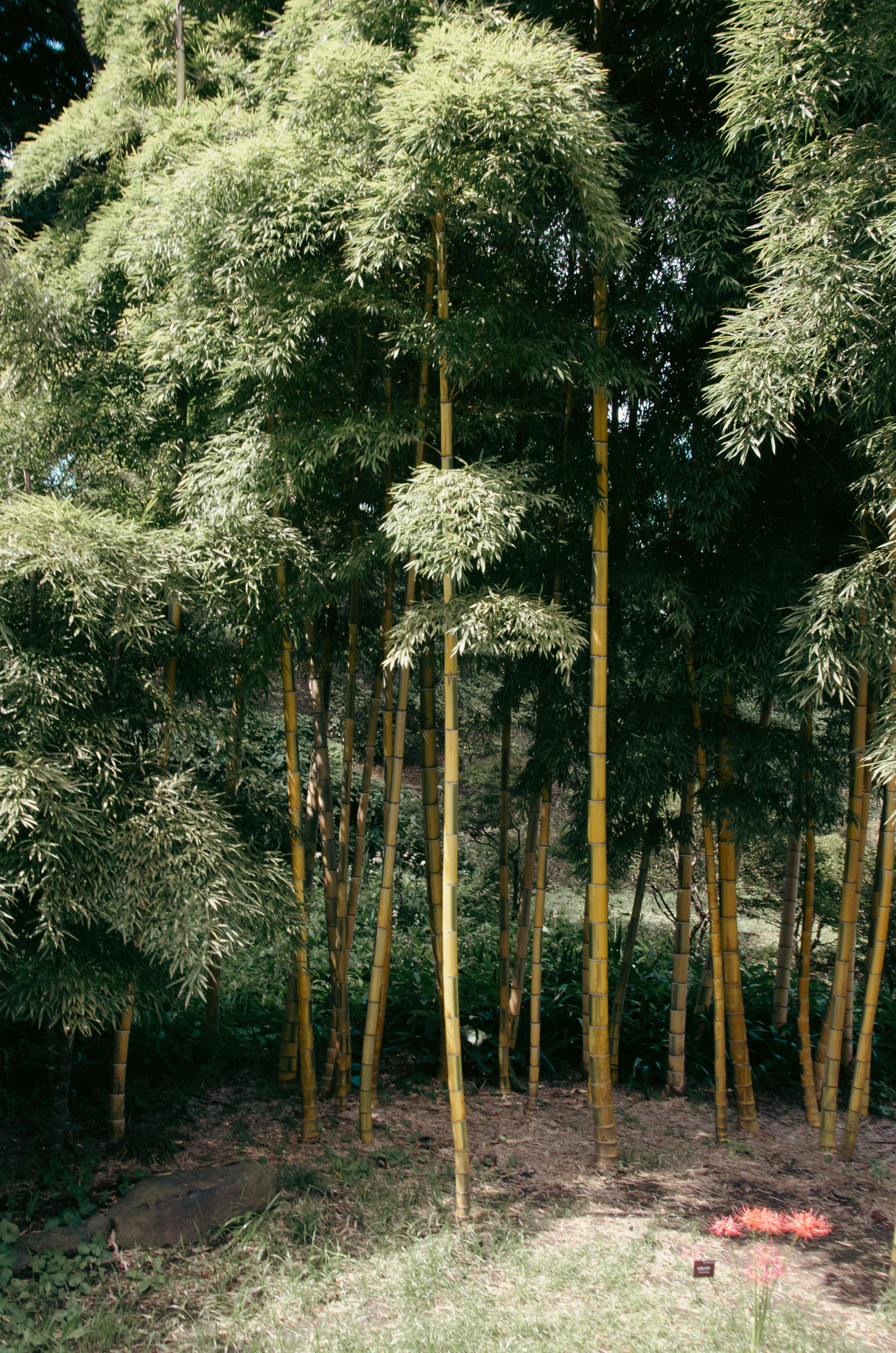 A group of tall bamboo trees in the forest · Free Stock Photo