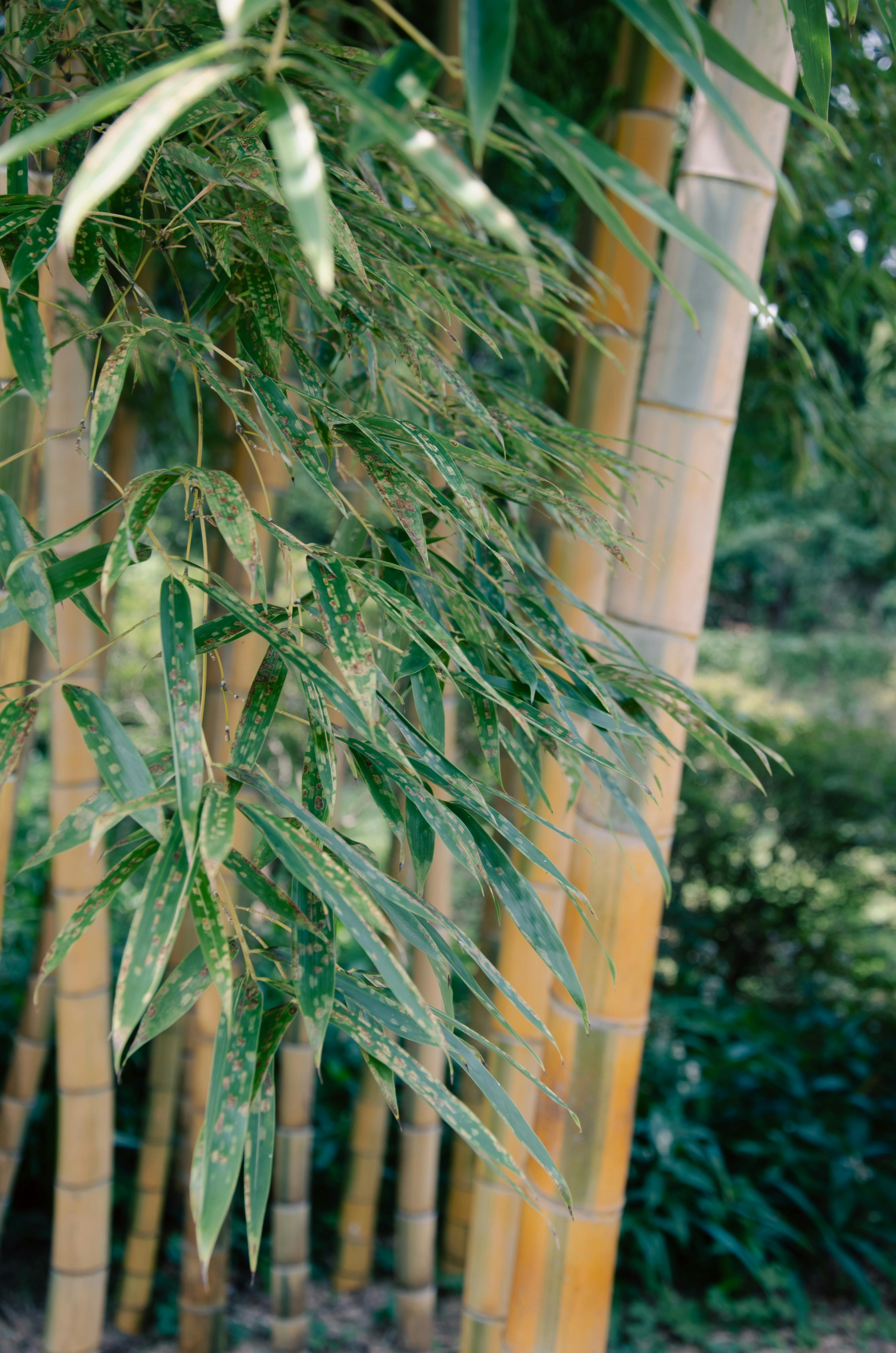 Selective Photography of Bamboo Trees · Free Stock Photo