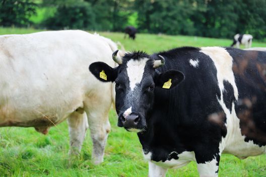 Pearl Dairy Farms Limited Growth Strategy and 2024 Goals