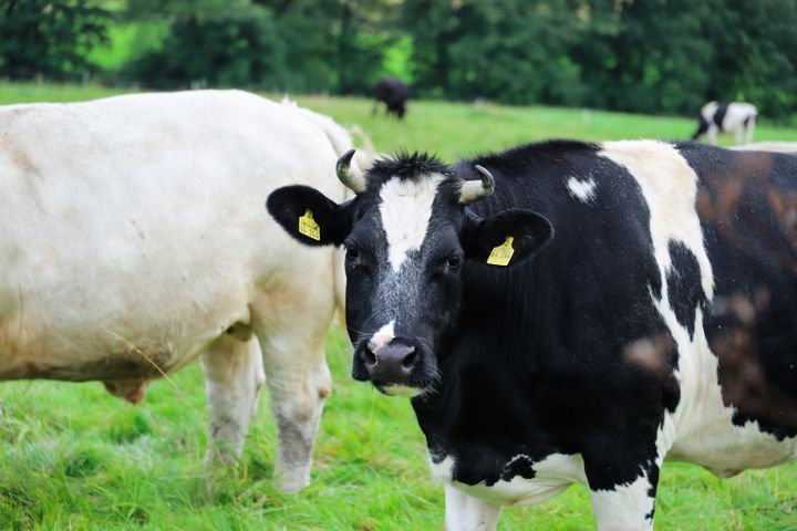 Pearl Dairy Farms Limited Growth Strategy and 2024 Goals