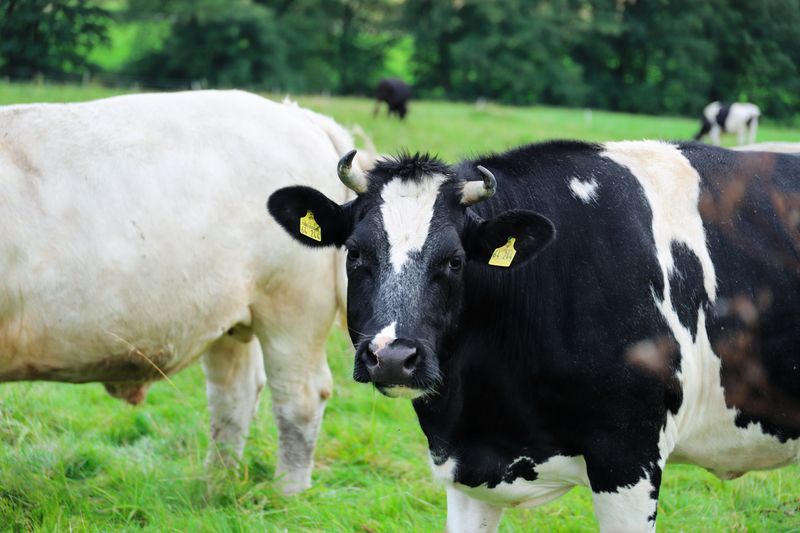 Pearl Dairy Farms Limited Growth Strategy and 2024 Goals