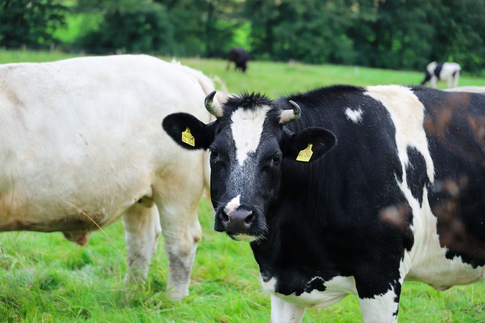 Pearl Dairy Farms Limited Growth Strategy and 2024 Goals