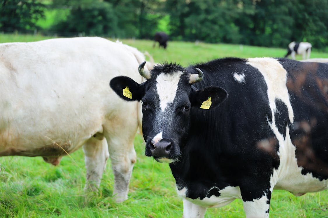 Rind · Free Stock Photo Rind · Free Stock Photo